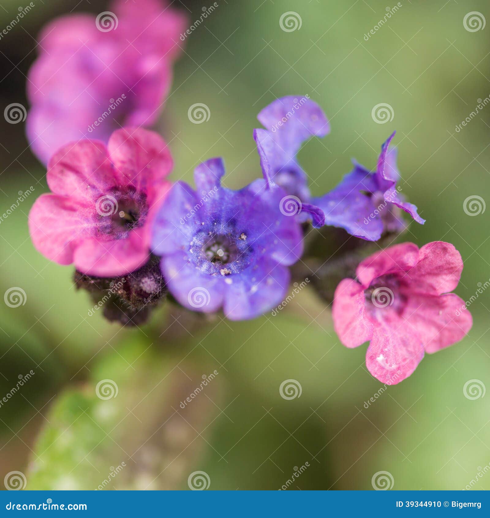 Lungwort stock photo. Image of nature, pulmonaria, flora - 39344910