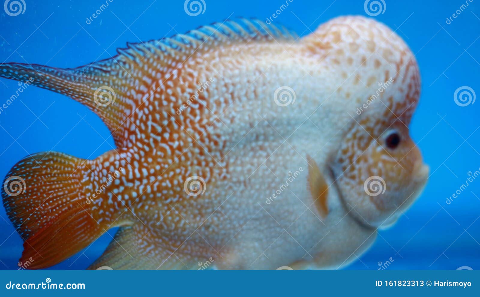 Luohan fish stock image. Image of louhan, unique, wildlife - 161823313