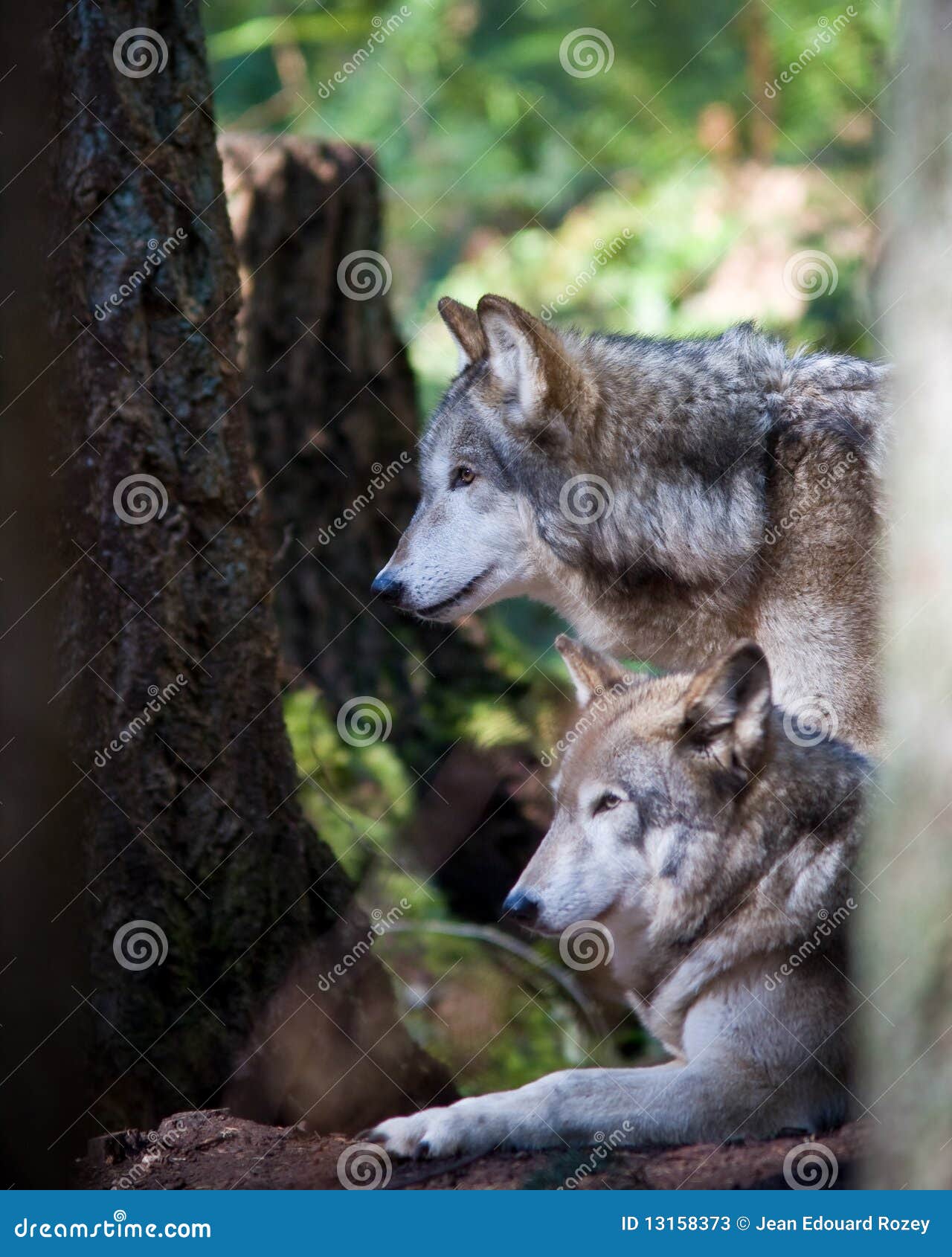 Lupi grigi immagine stock. Immagine di lupo, natura, predatore - 13158373