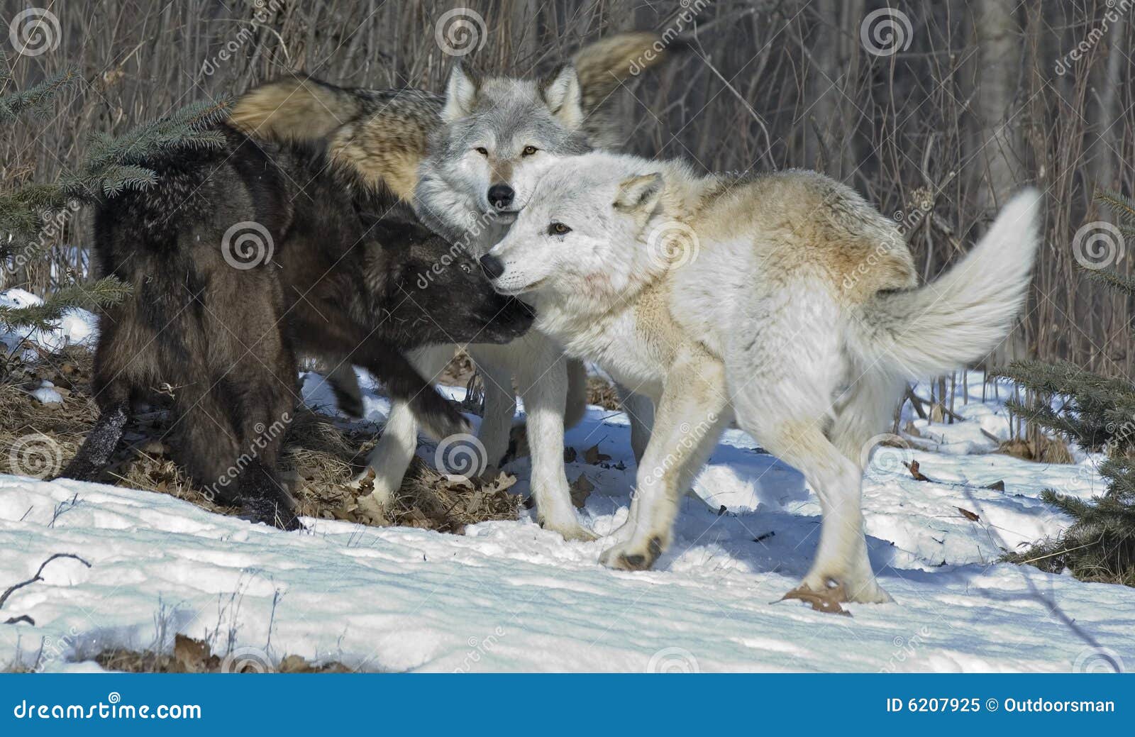 Lupi grigi immagine stock. Immagine di cane, pacchetto - 6207925