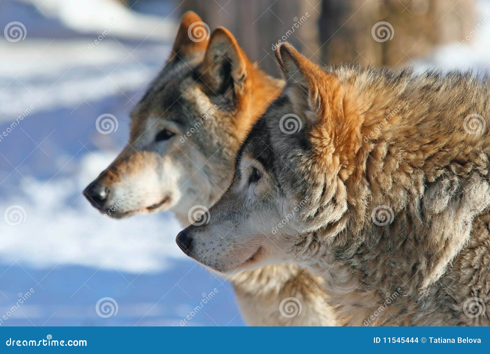 Lupi Grigi (lupus Di Canis) Fotografia Stock - Immagine di orecchi ...