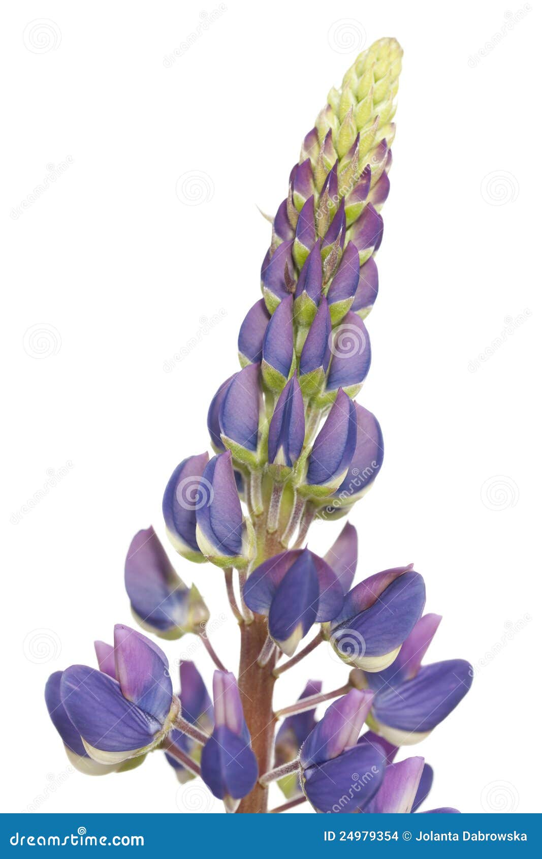 Lupin stock photo. Image of full, lupin, macro, white - 24979354