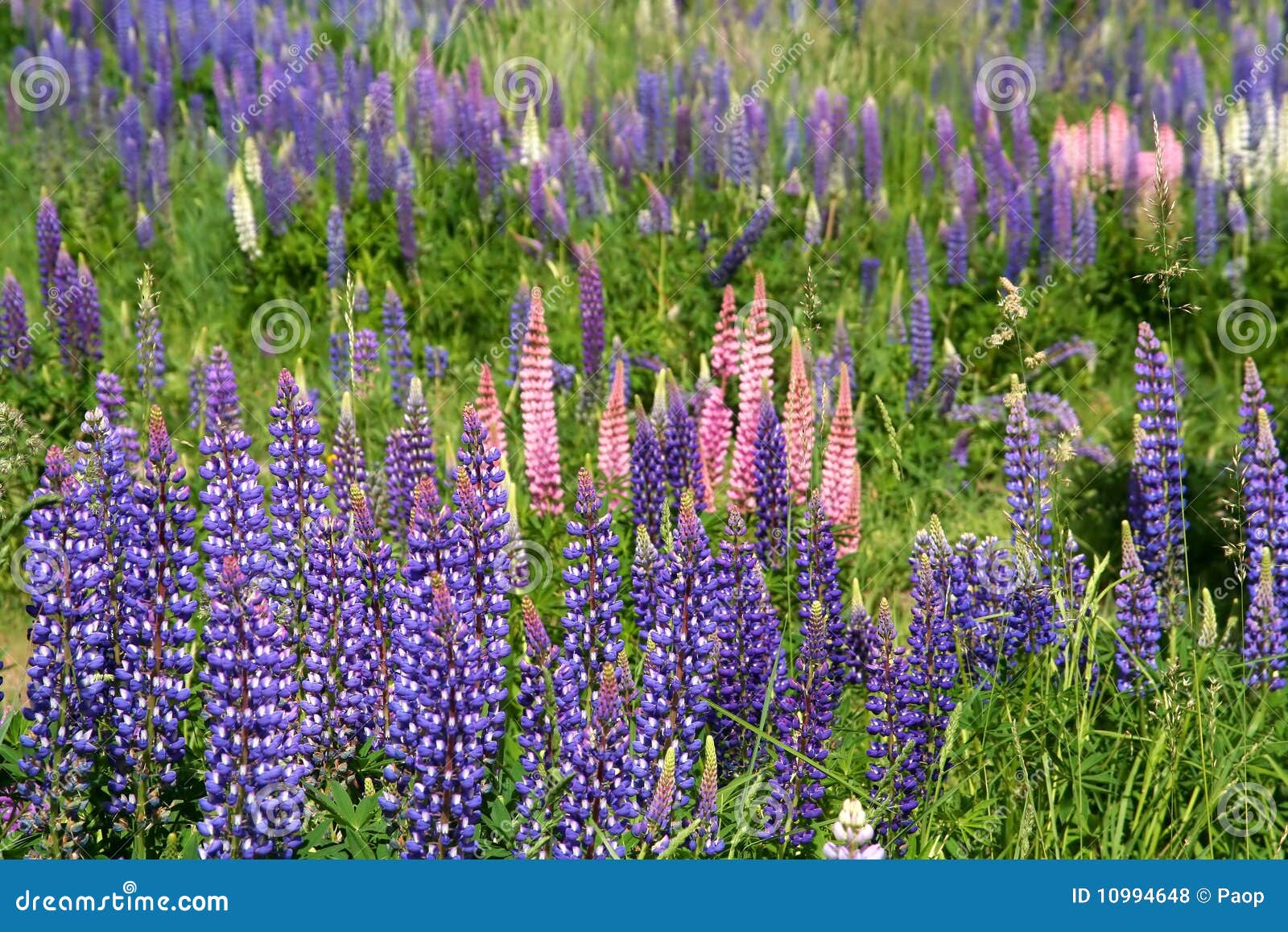 Lupin Field stock photo. Image of purple, growth, fragrant - 10994648