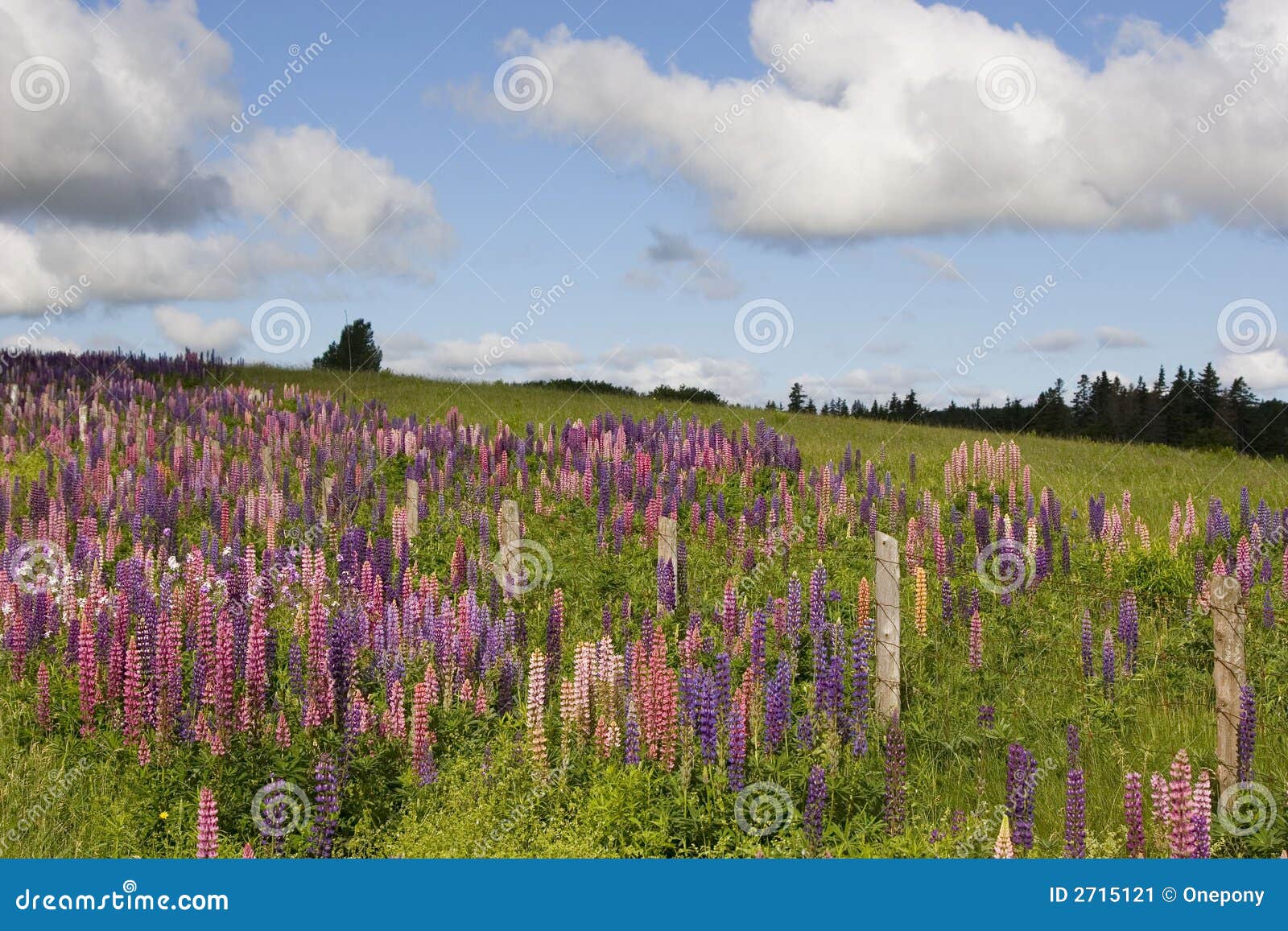 Lupin Field stock image. Image of farm, lupins, petal - 2715121