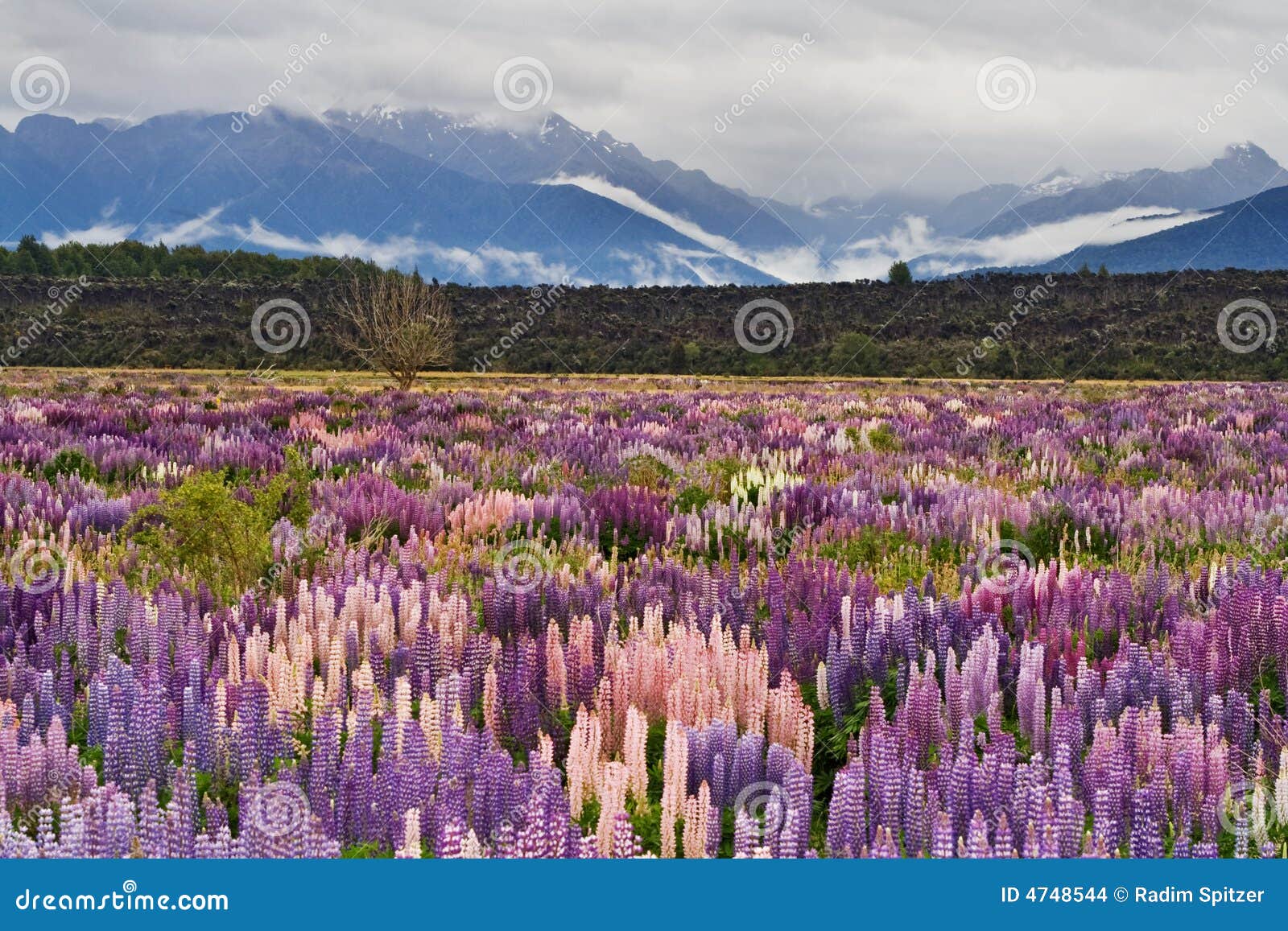 Lupin field stock photo. Image of mountains, coloured - 4748544