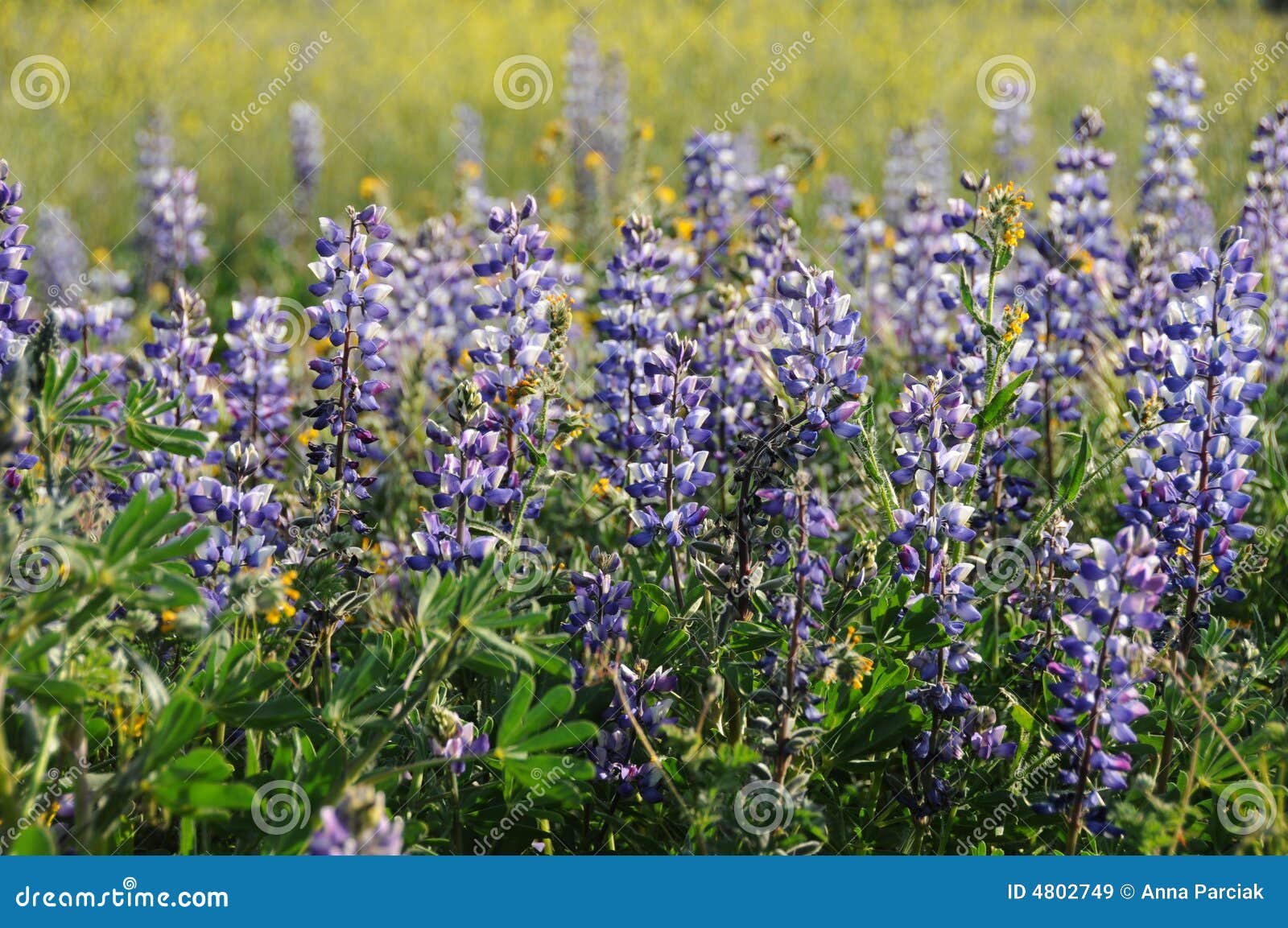 Lupin Field In Patagonia Stock Image | CartoonDealer.com #26203207