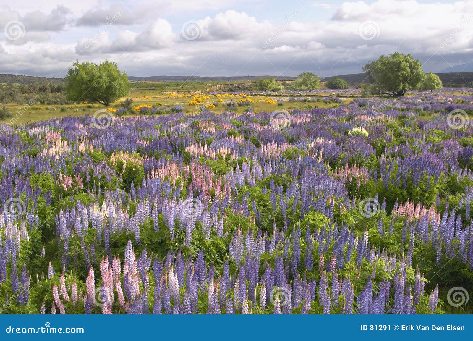 Lupin Field In Patagonia Stock Image | CartoonDealer.com #26203207