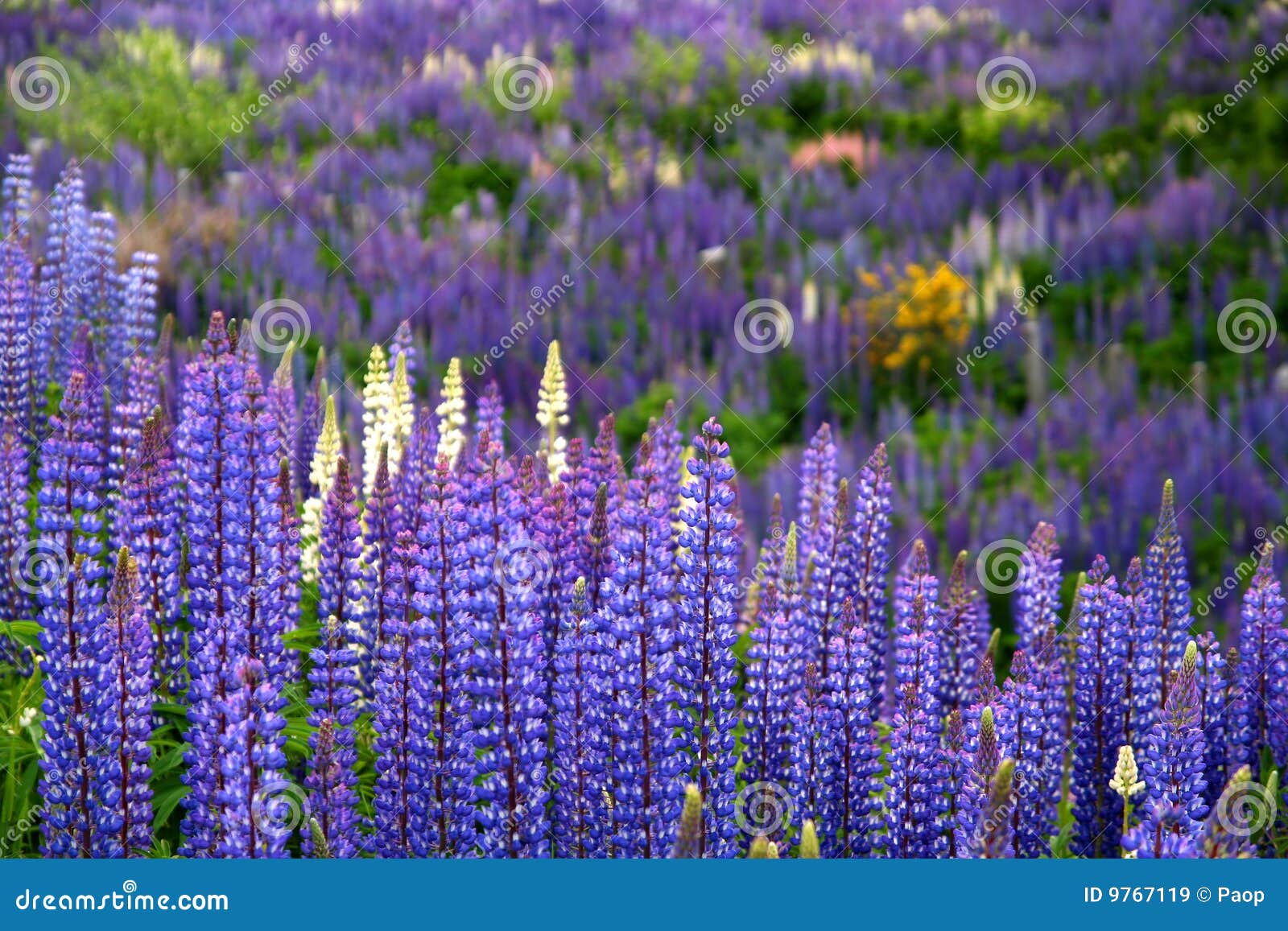Lupin Field stock image. Image of blossom, field, botany - 9767119