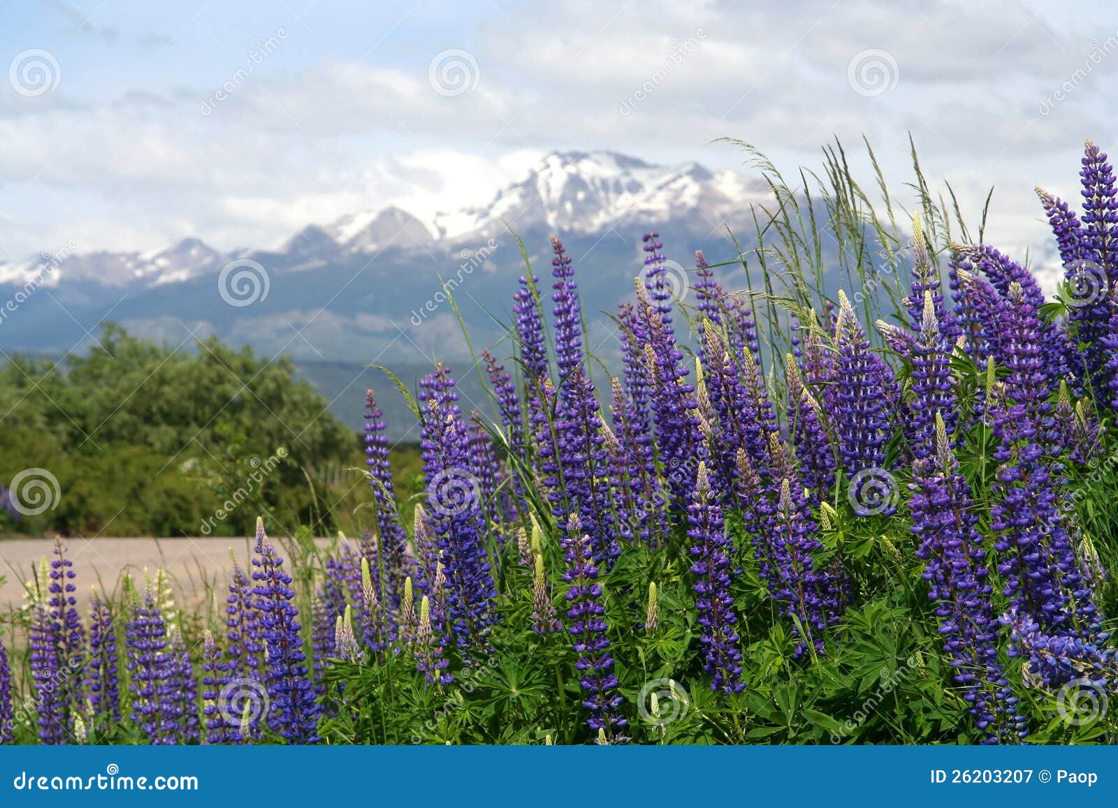 Lupin Field in Patagonia stock image. Image of bloom - 26203207