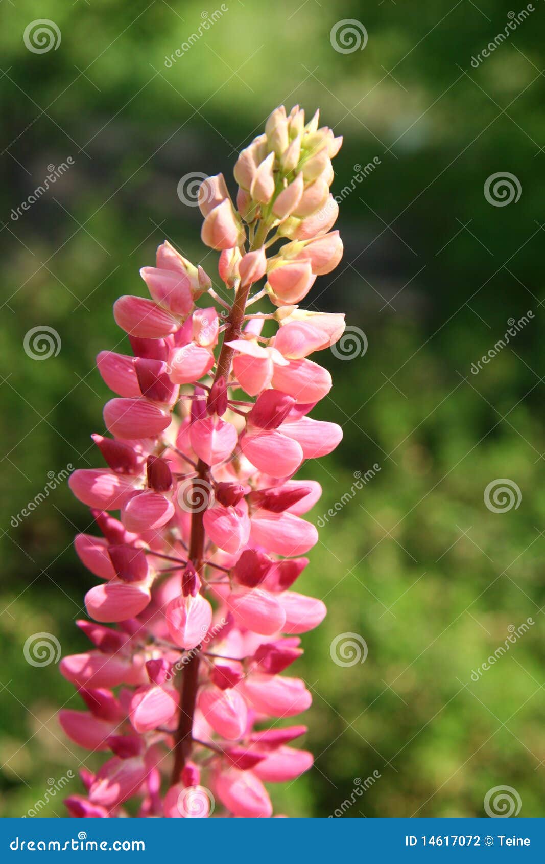 Lupin flower stock photo. Image of nature, flora, pretty - 14617072