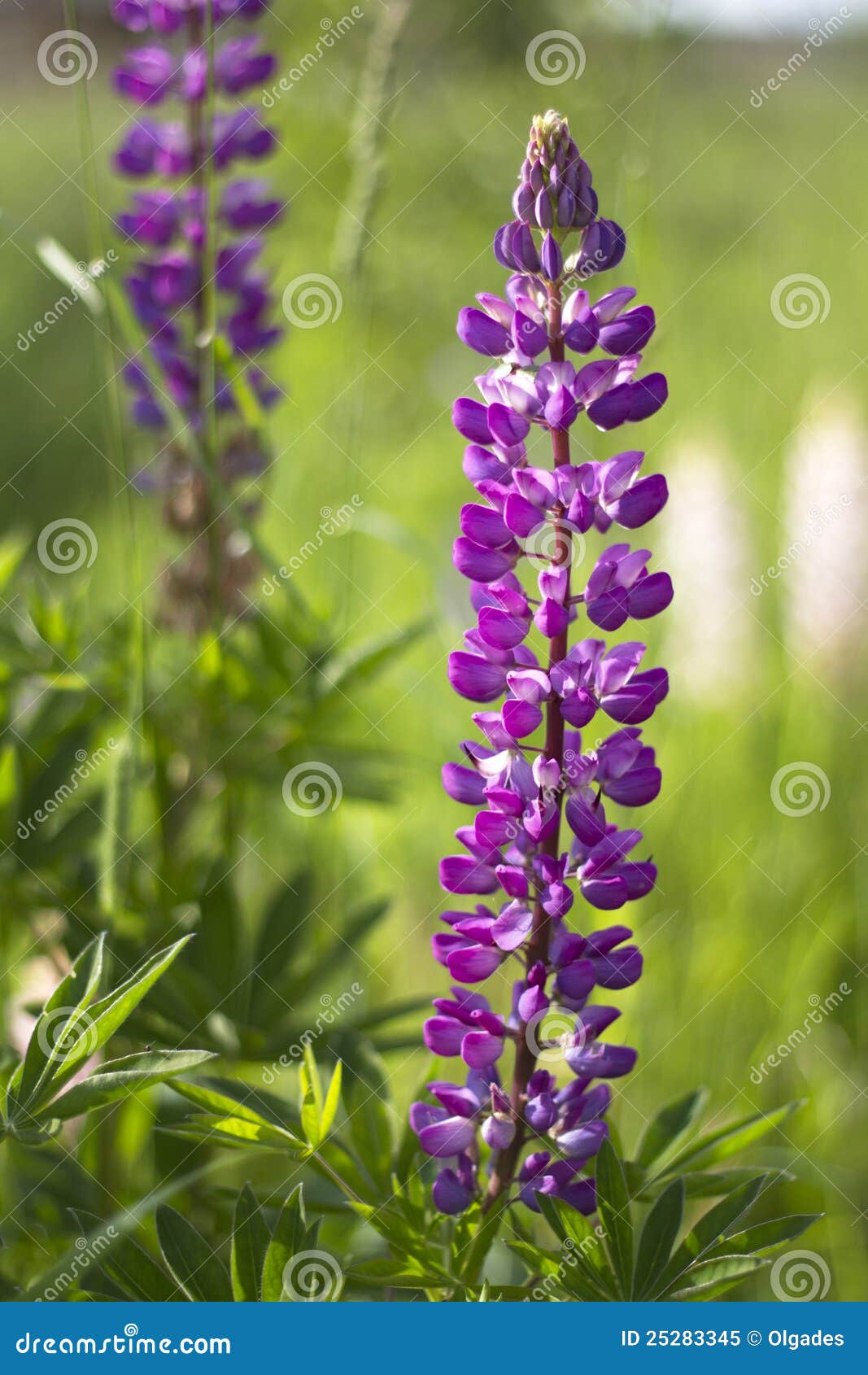 Lupin Flower stock image. Image of nature, blossom, purple - 25283345