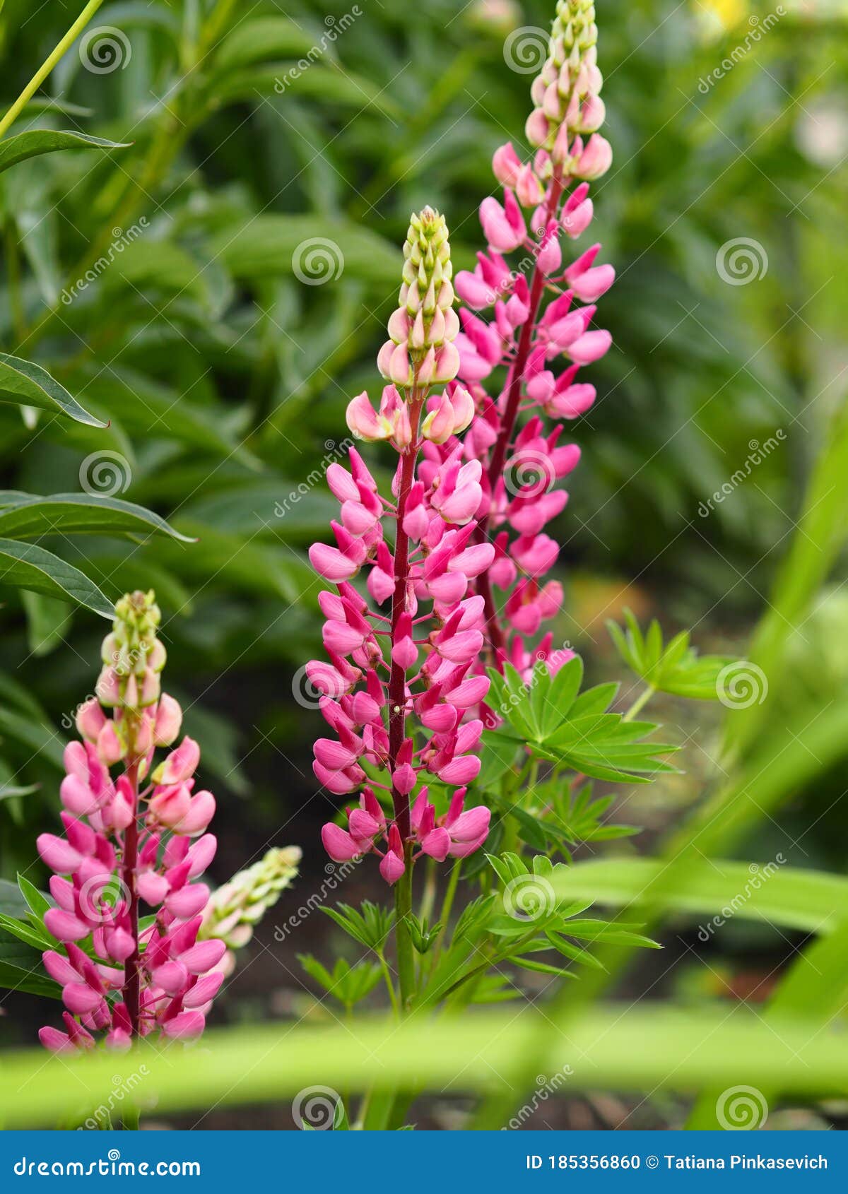 Lupin Flower or in Everyday Life Called Wolf Bean Grows in the Garden ...