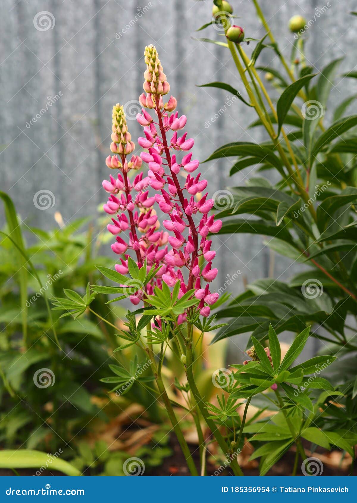 Lupin Flower or in Everyday Life Called Wolf Bean Grows in the Garden ...