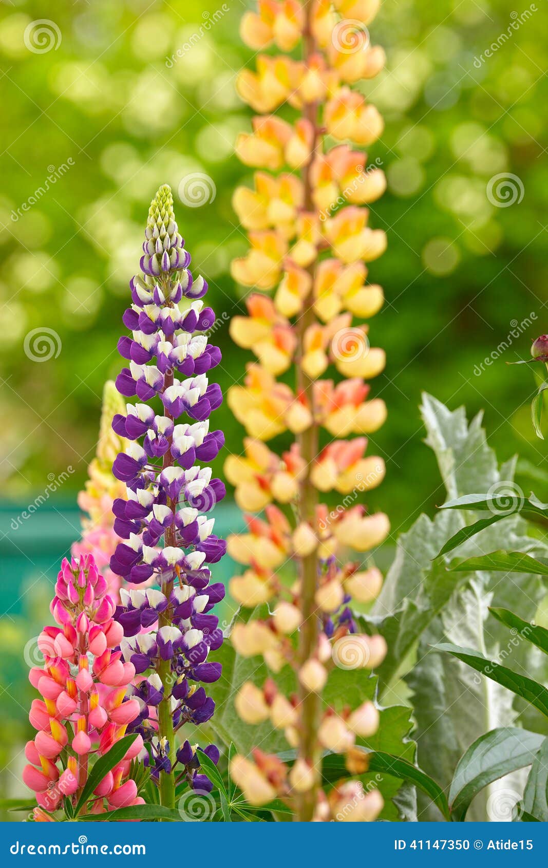 Lupin flower stock photo. Image of blooming, green, botanical - 41147350