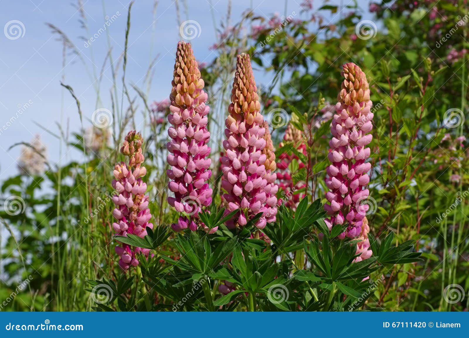 Lupin flower in pink stock photo. Image of pink, leaves - 67111420