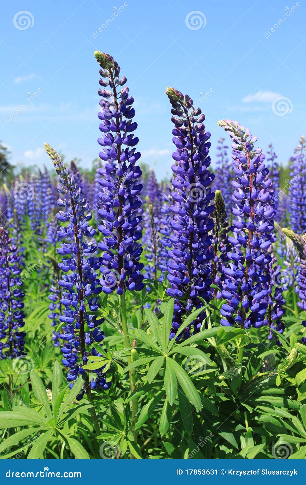 Lupin flowers stock image. Image of springtime, flower - 17853631