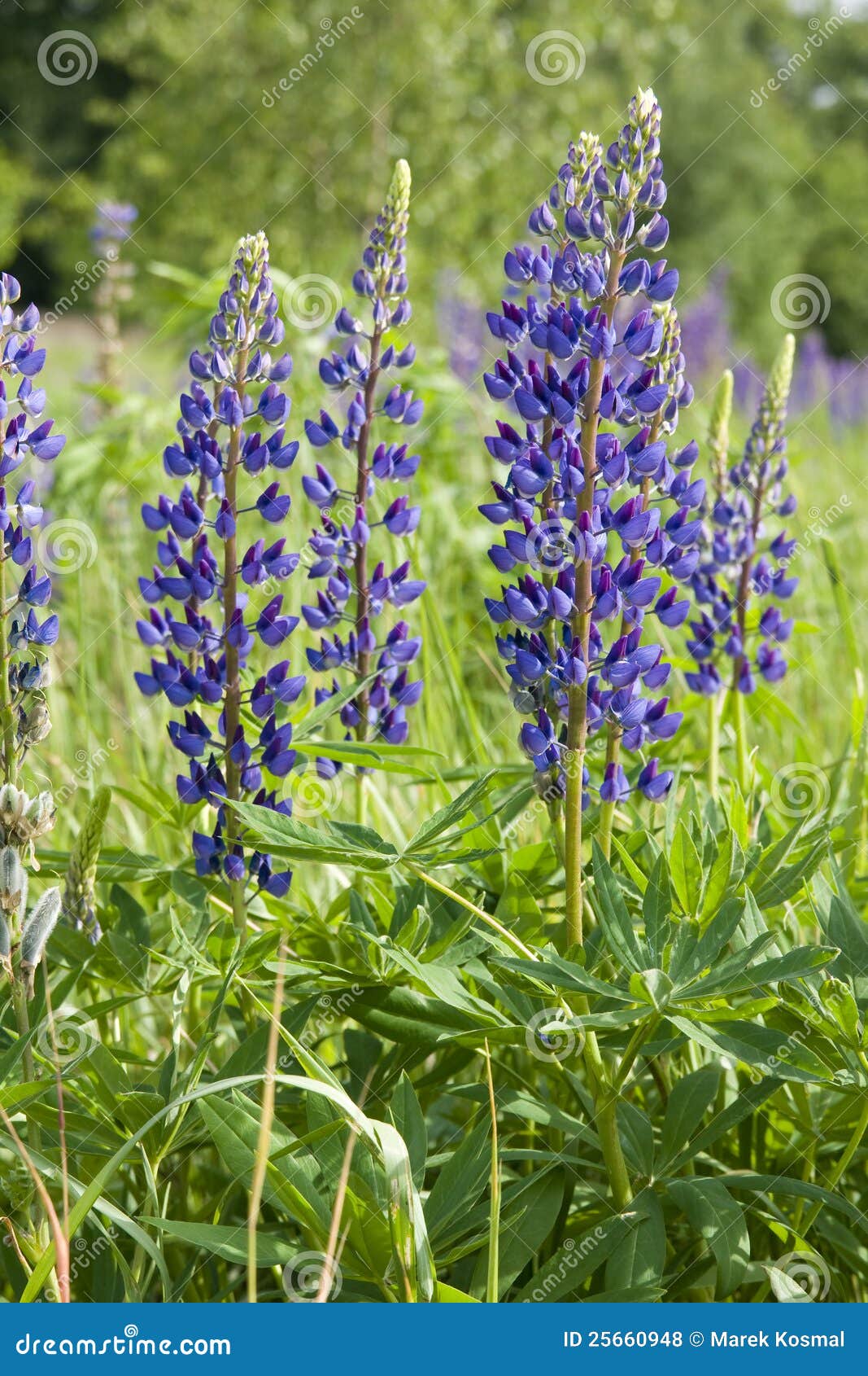 Lupin flowers stock photo. Image of wildlife, northeast - 25660948