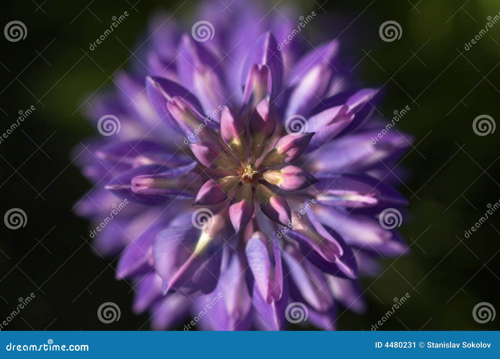 Lupin Flowers from Above stock image. Image of green, botany - 4480231