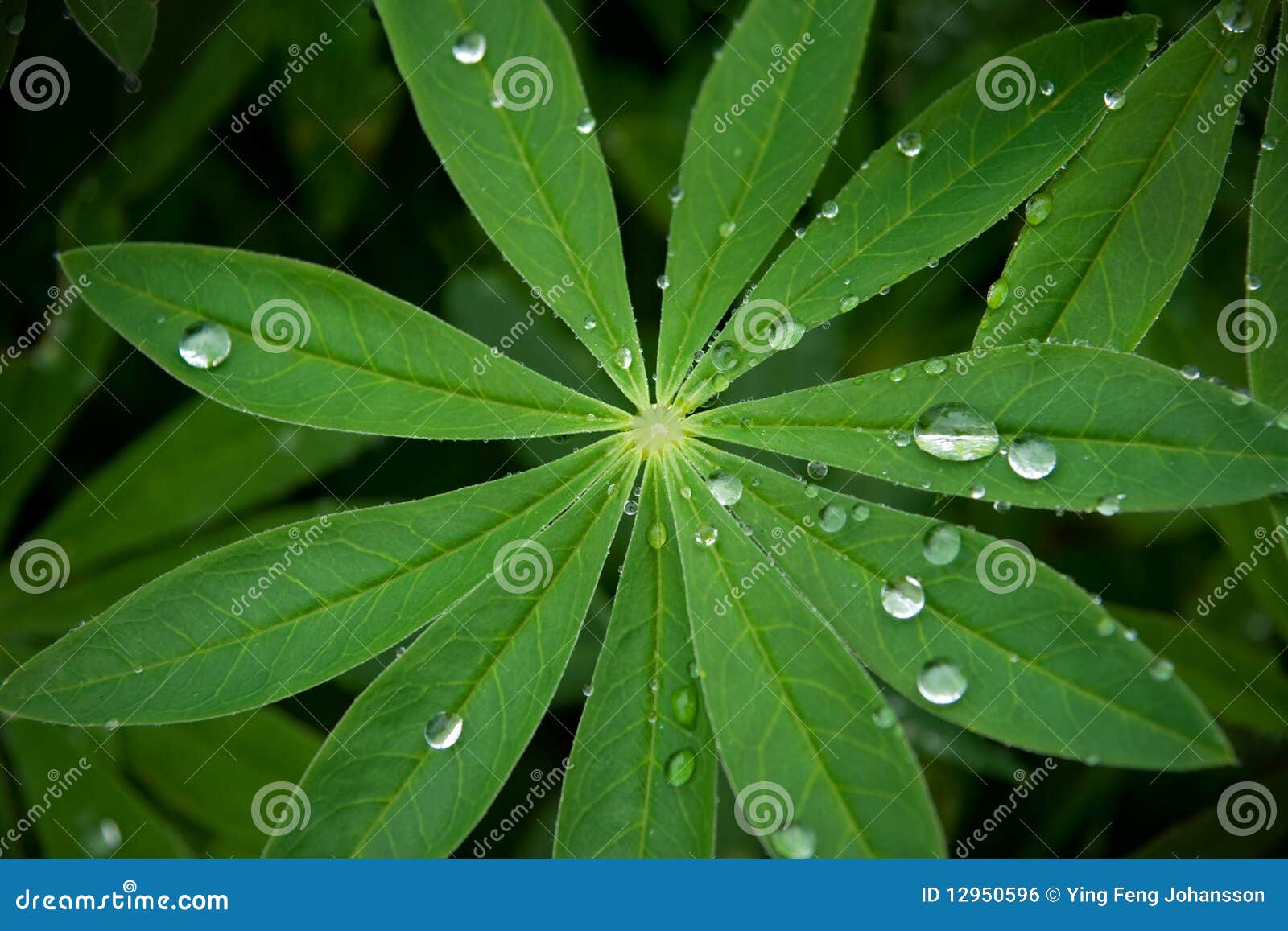 Lupin Leaf with Raindrops or Morning Dew Stock Photo - Image of ...
