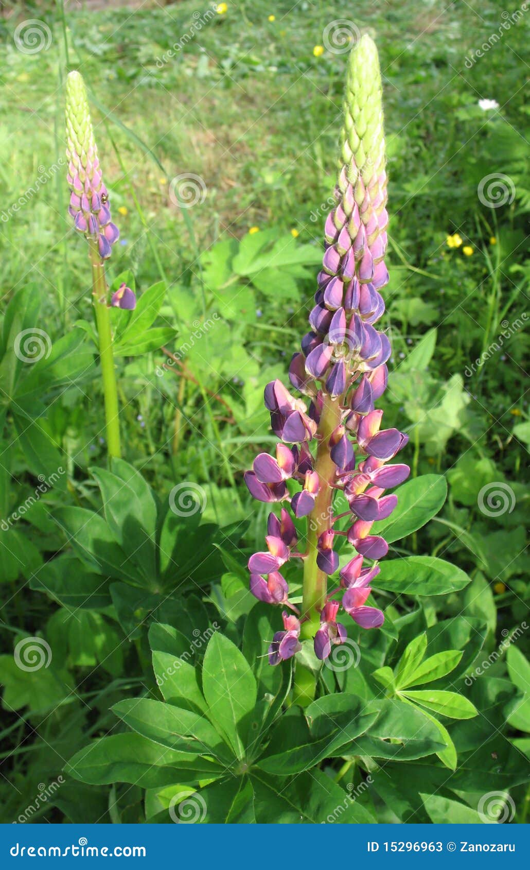 Lupin (Lupinus), Family Fabaceae Stock Image - Image of flower, large ...