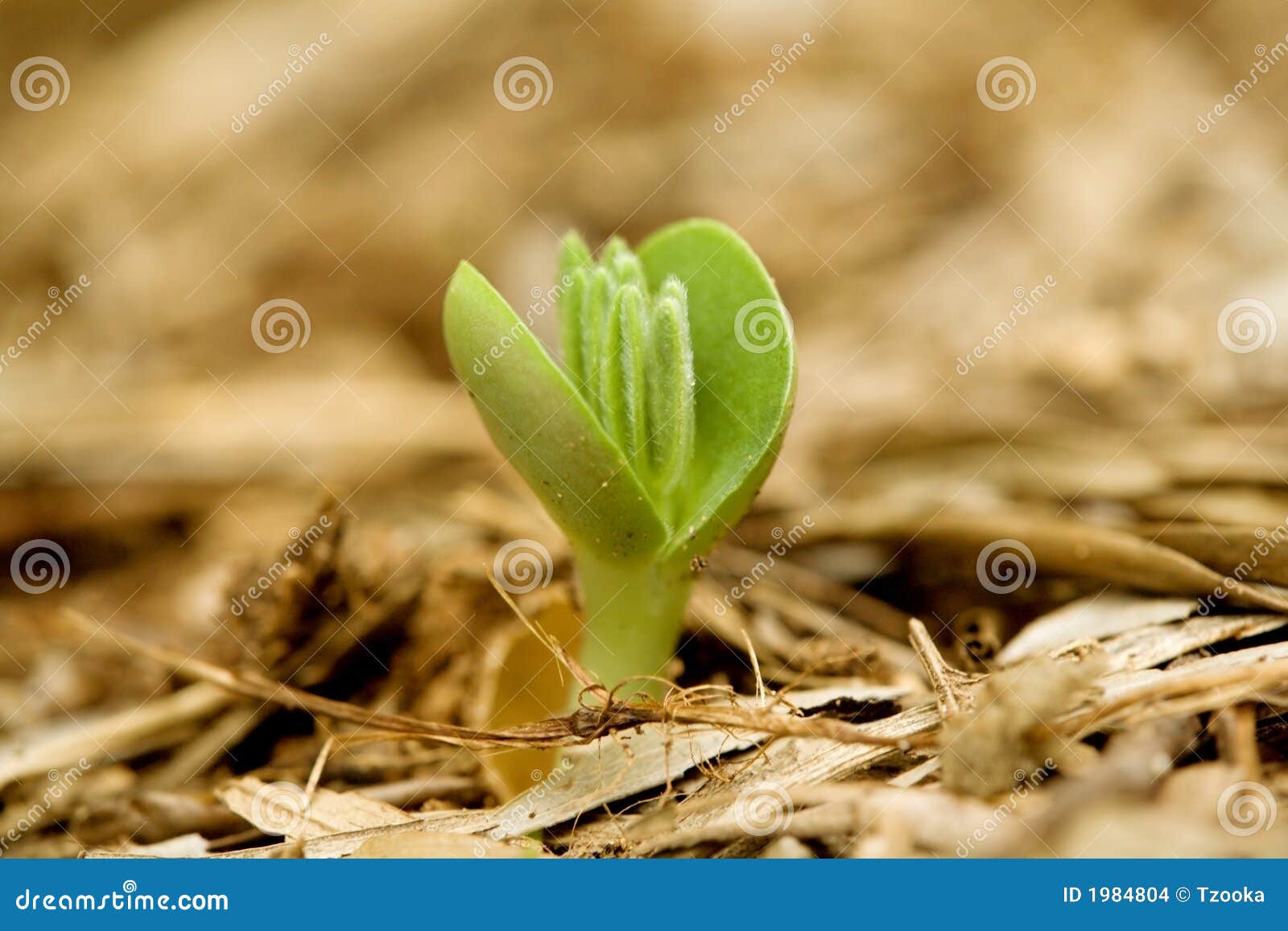 Lupin sprout stock photo. Image of spring, life, grow - 1984804