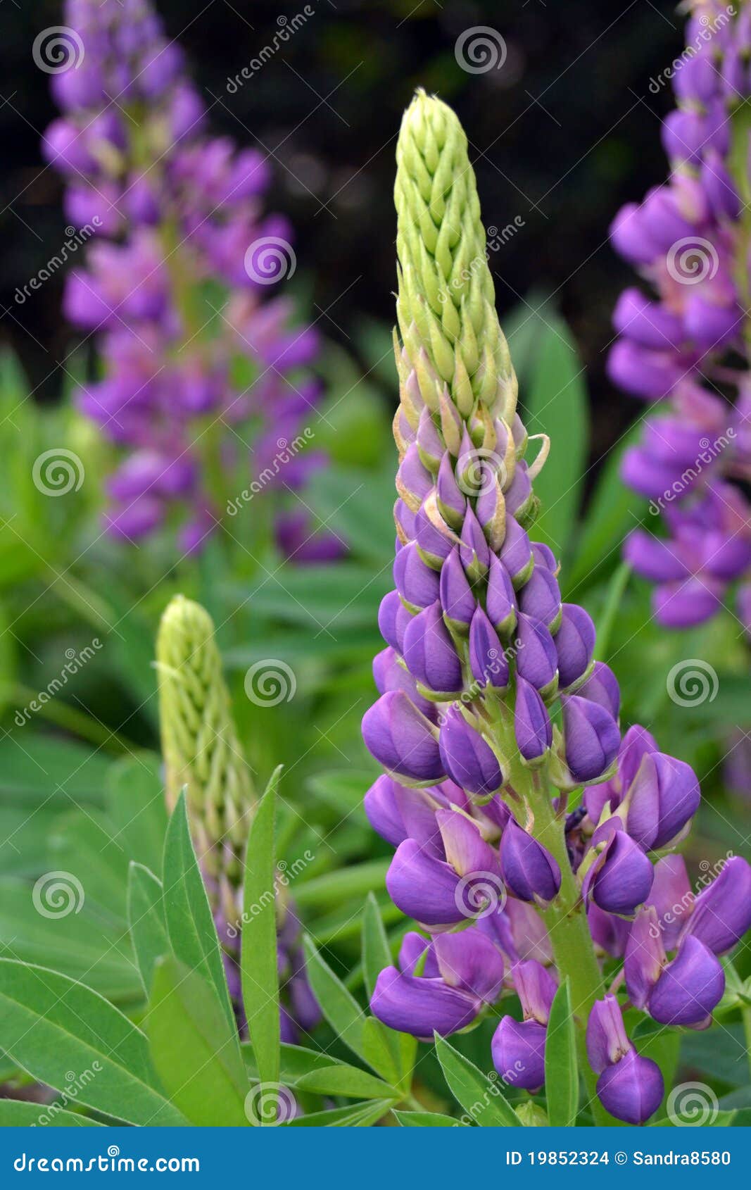 Lupine stock photo. Image of recovery, work, garden, manure - 19852324