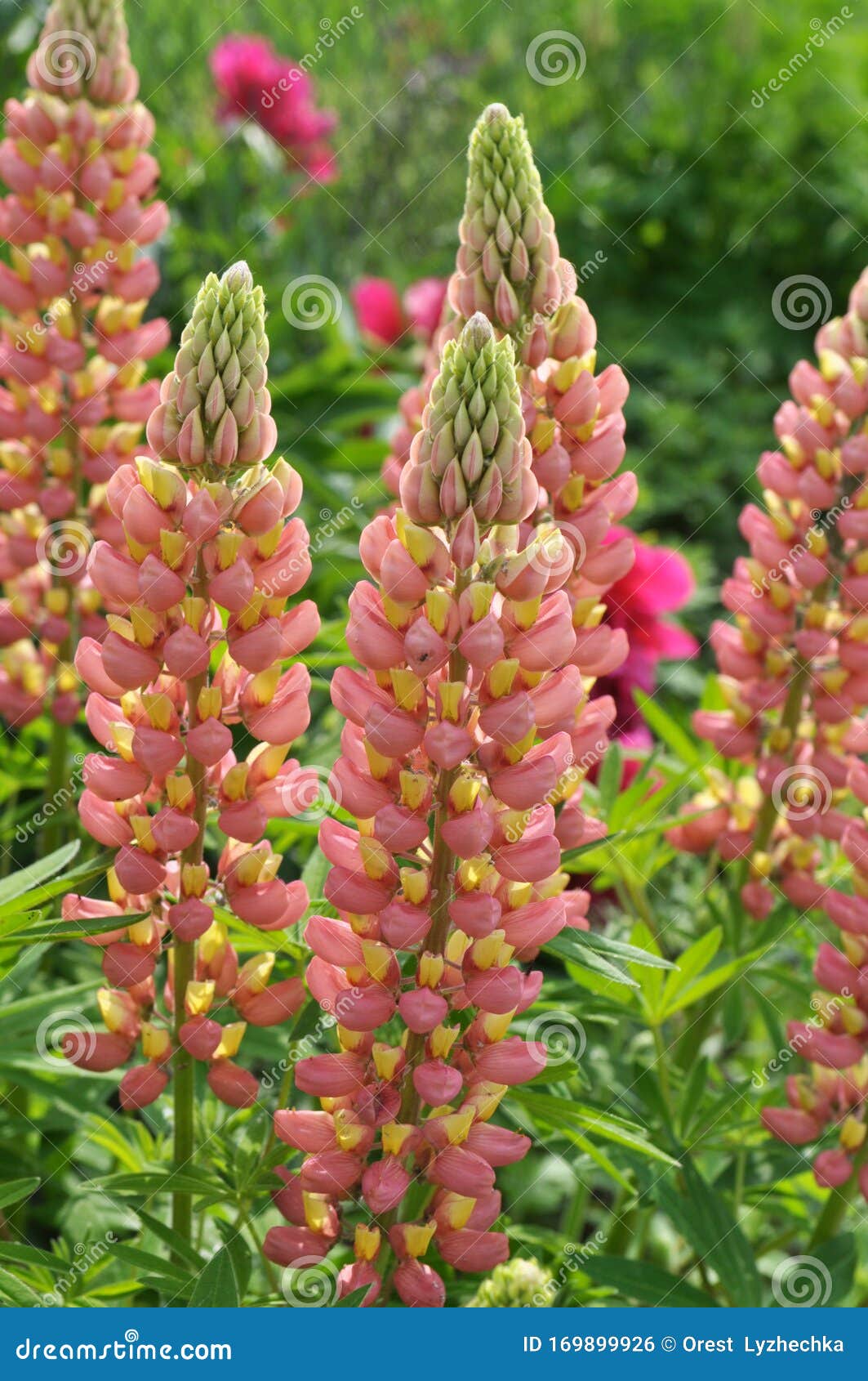 Lupine Blooms in the Spring Garden Stock Photo - Image of colorful ...