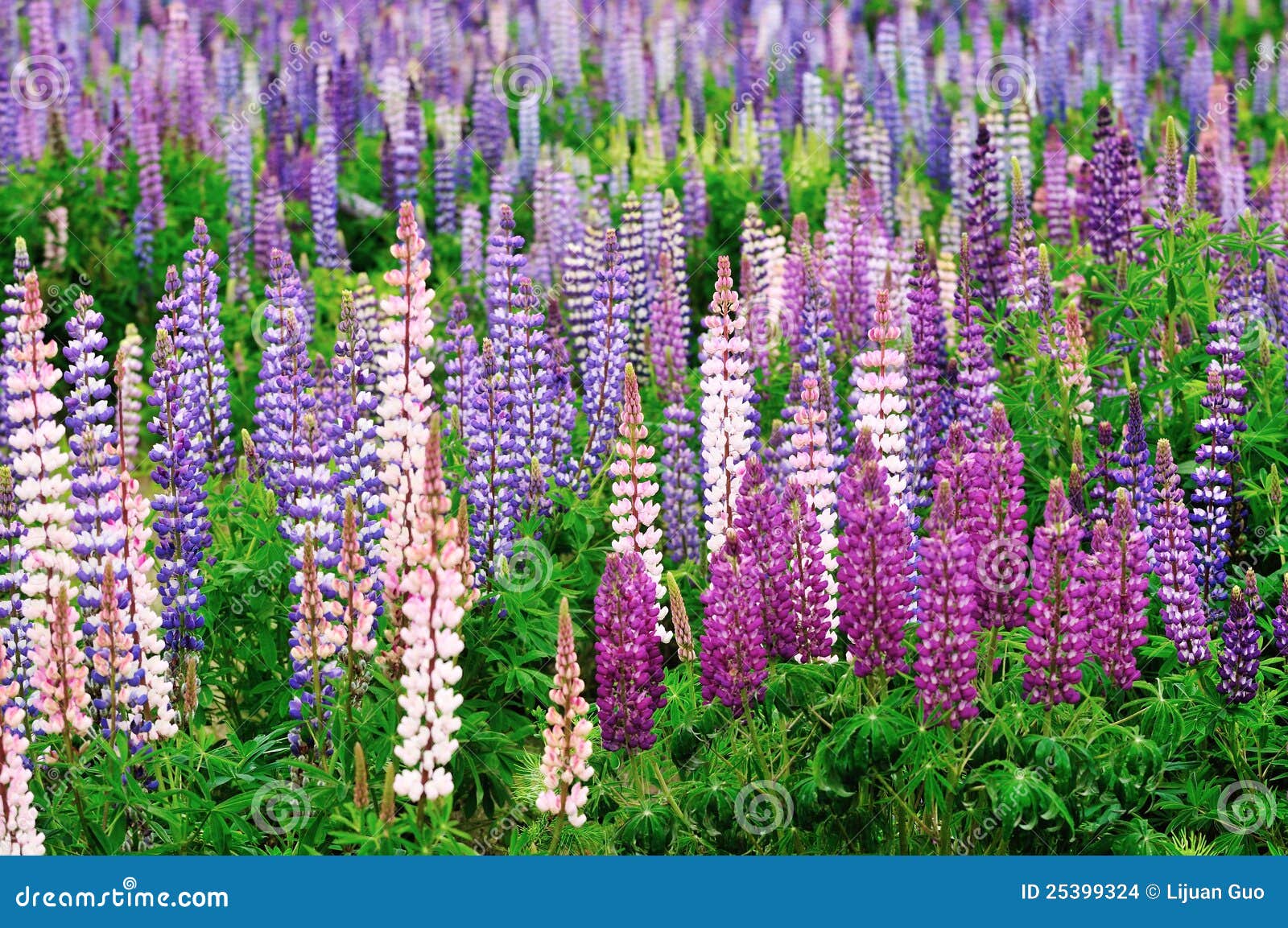 Lupine field stock photo. Image of nature, plants, field - 25399324