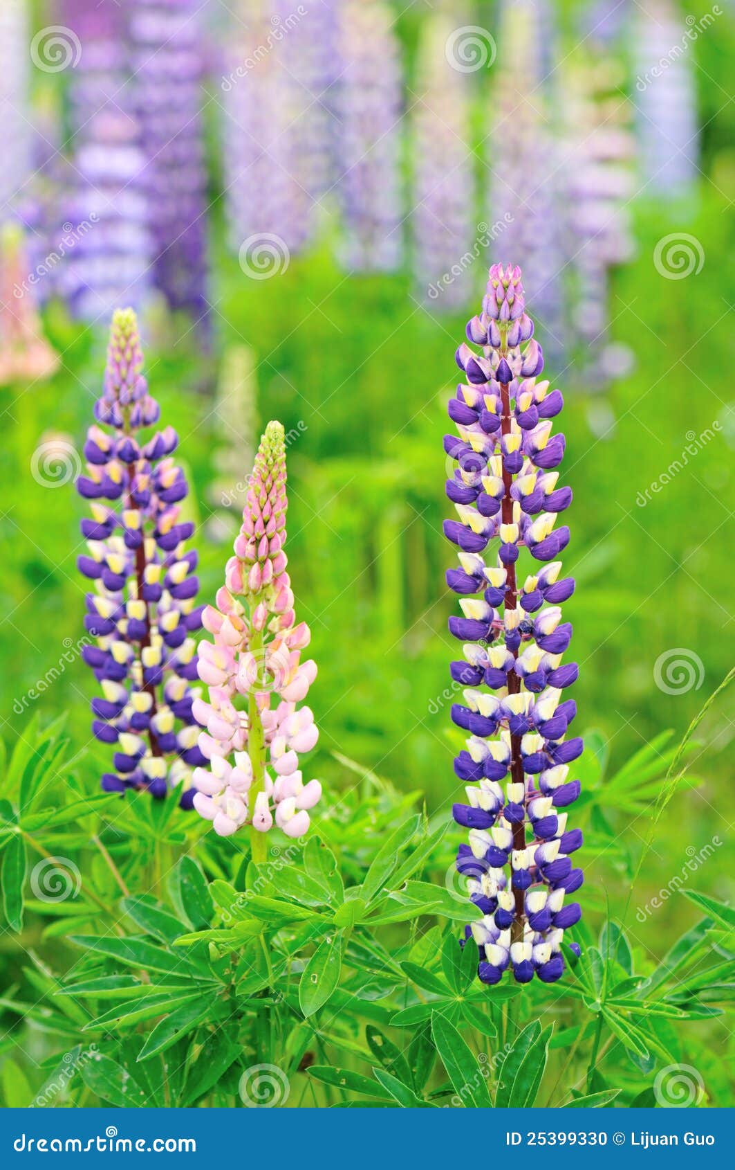 Lupine field stock photo. Image of bloom, colorful, garden - 25399330