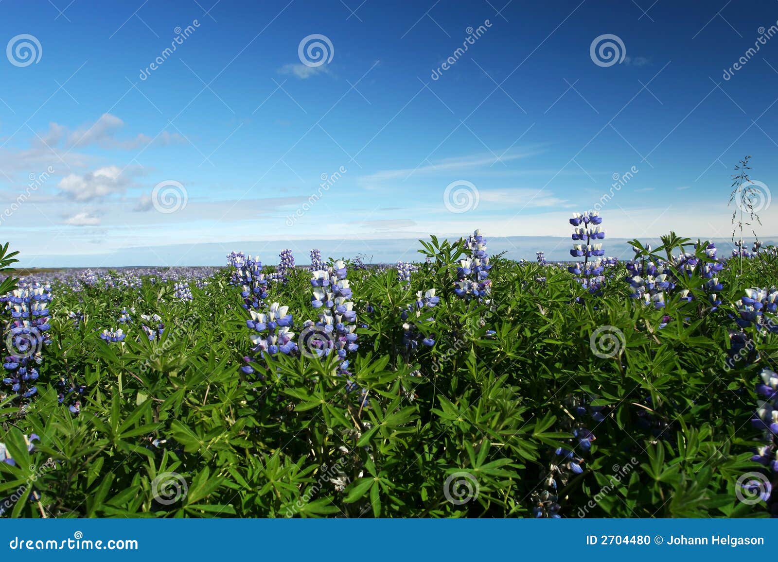 Lupine field stock photo. Image of candid, aspirations - 2704480