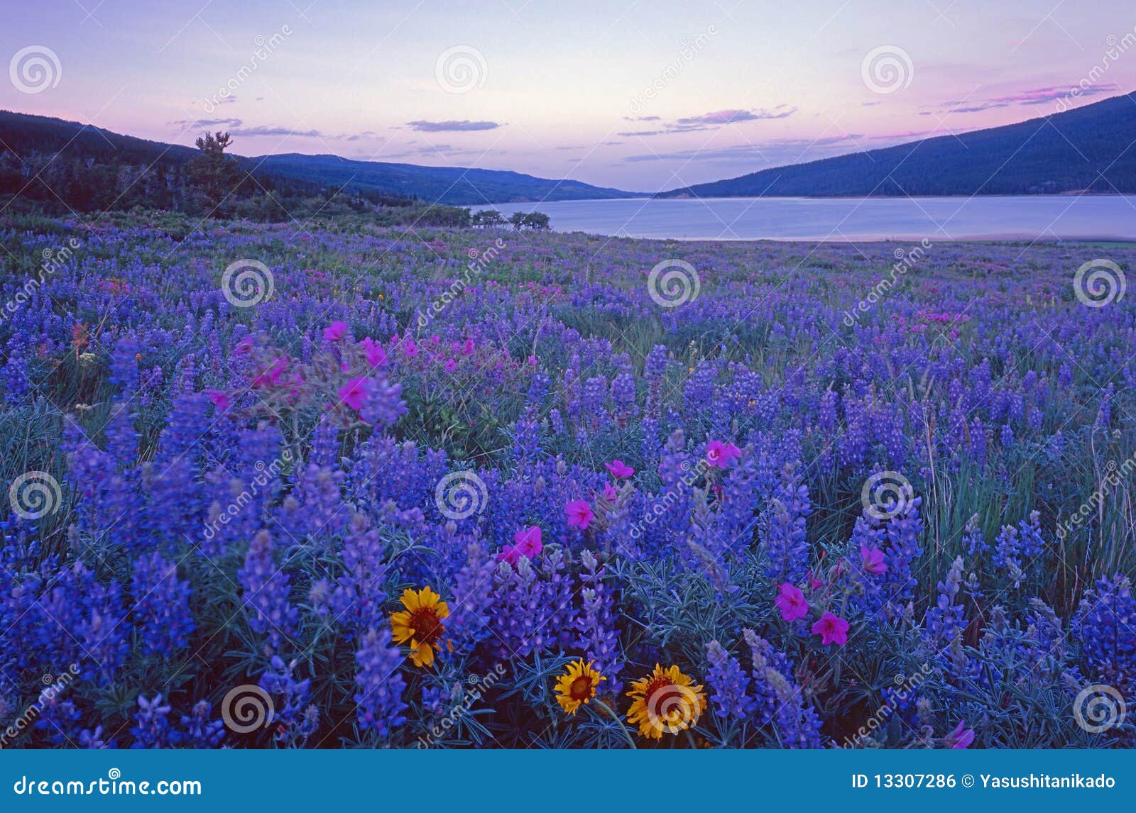 Lupine Field Unesco World Heritage Stock Photo - Image of perspective ...