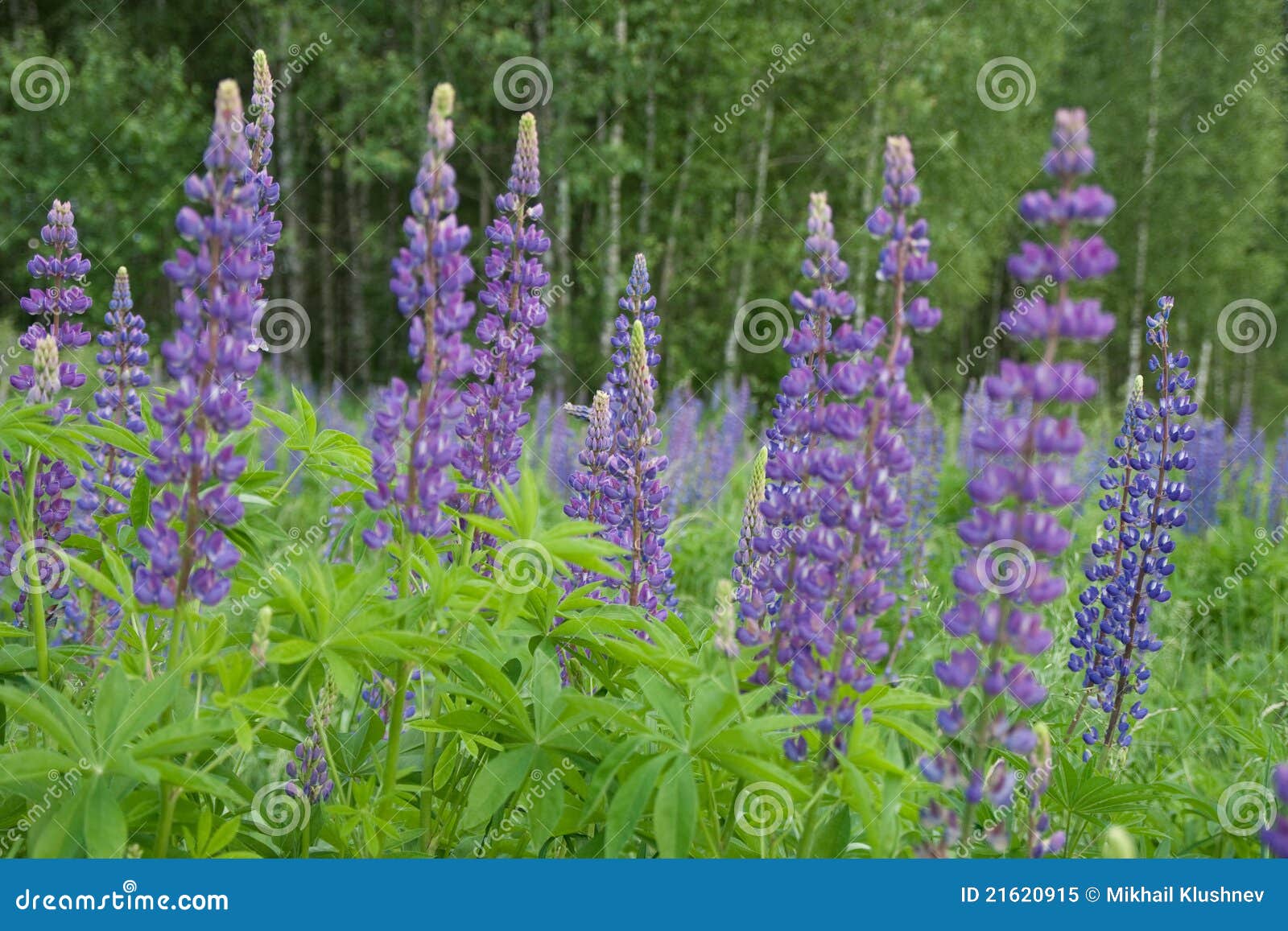 Lupine flower stock image. Image of nature, flowers, meadow - 21620915