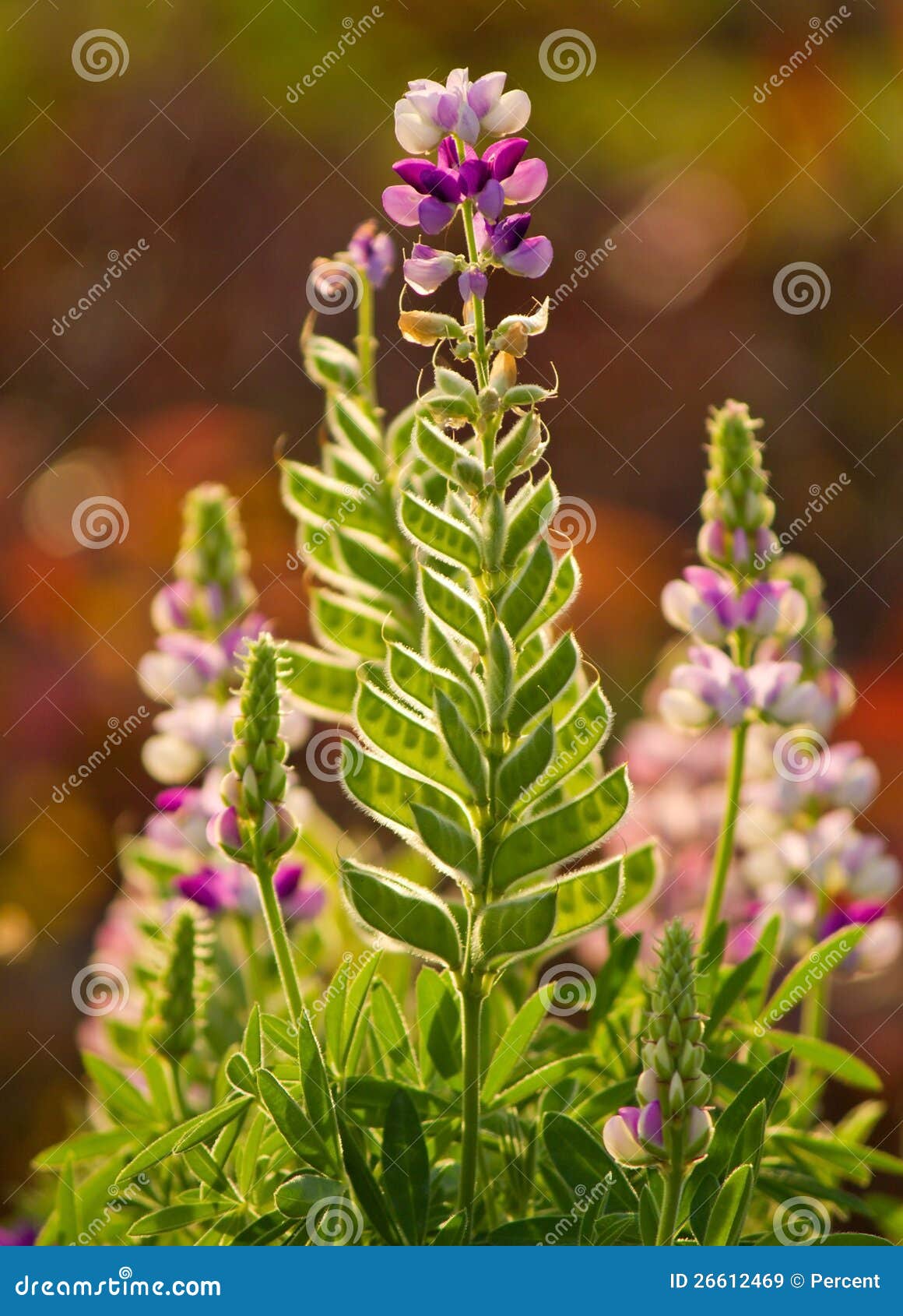 Lupine flower stock image. Image of light, botanic, garden - 26612469