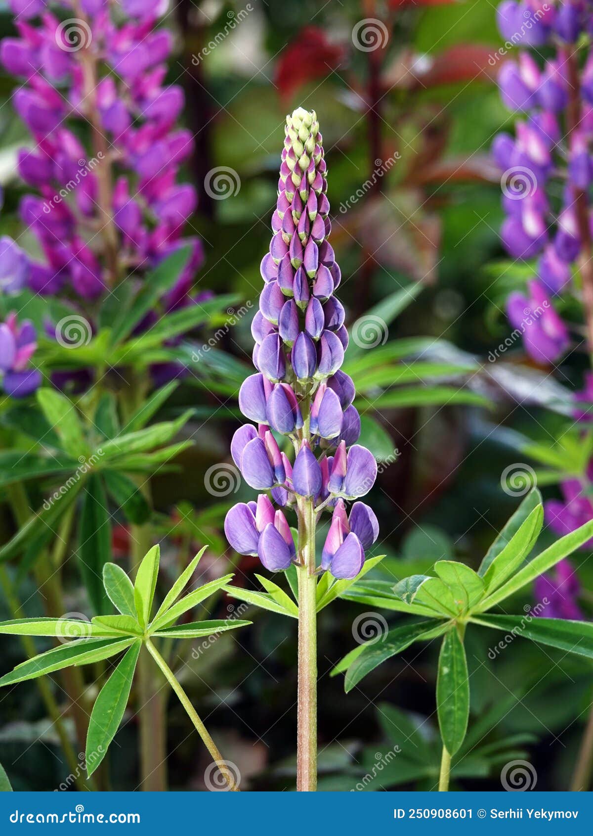 Lupine Flower stock image. Image of nature, petals, smell - 250908601