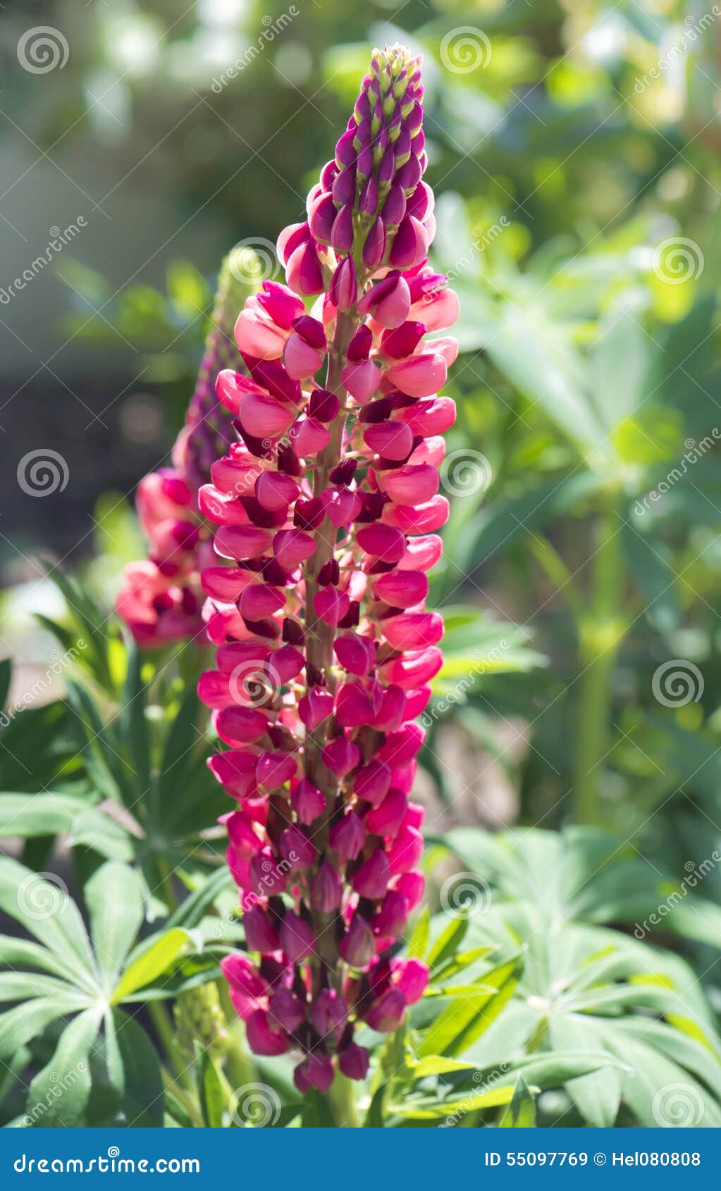Lupine, Bright Red Flowering Lupine Flower Stock Image - Image of ...