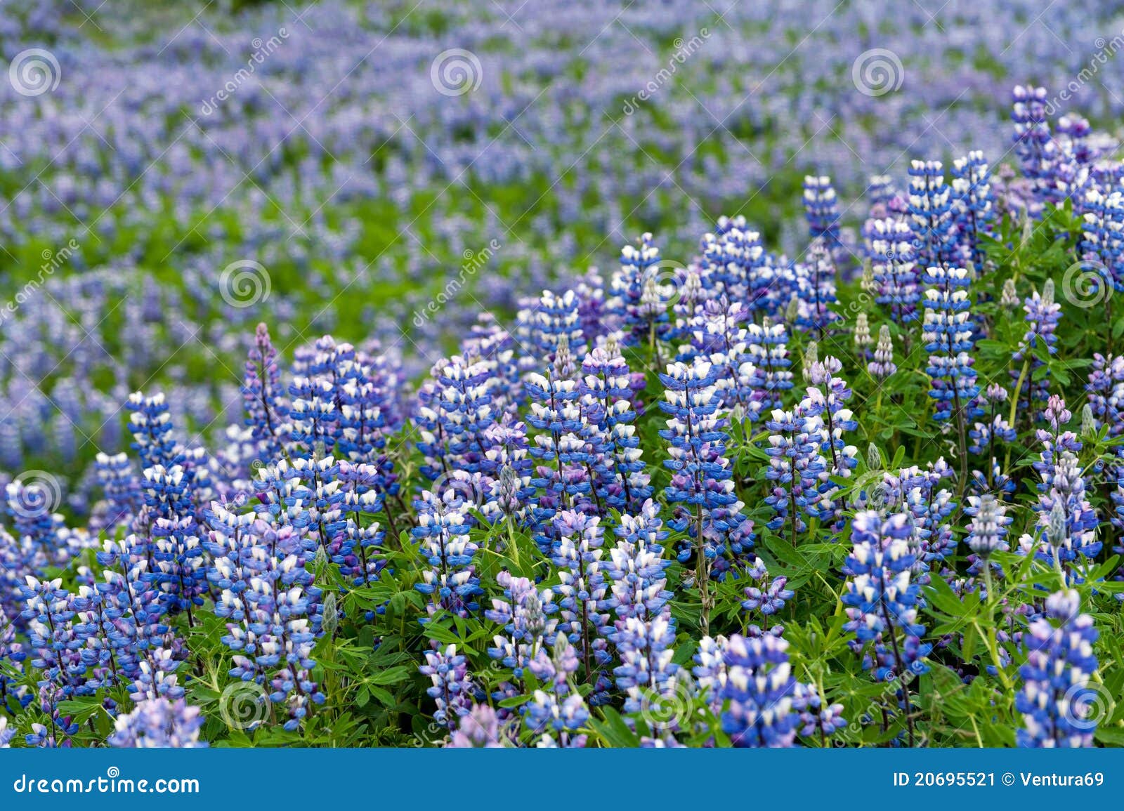 Lupine flowers field stock image. Image of grass, field - 20695521
