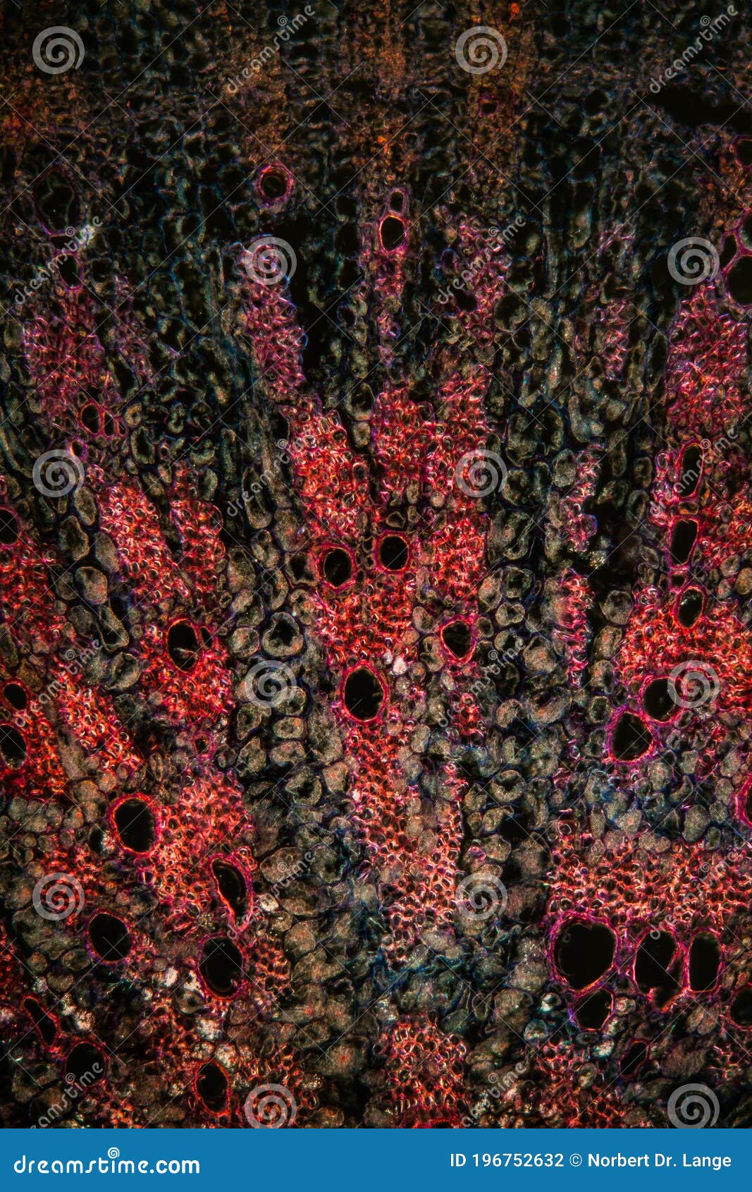 Lupine Root in Cross Section Stock Photo - Image of lupinia, fertilizer ...