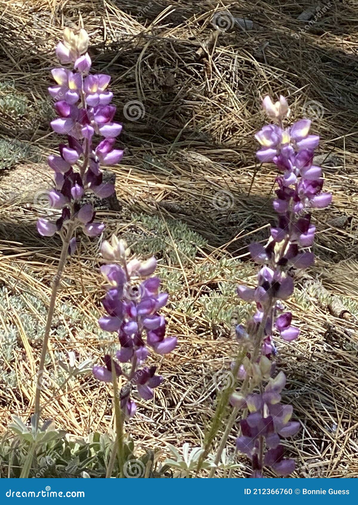 Lupine in the Spring stock photo. Image of lupine, prairie - 212366760