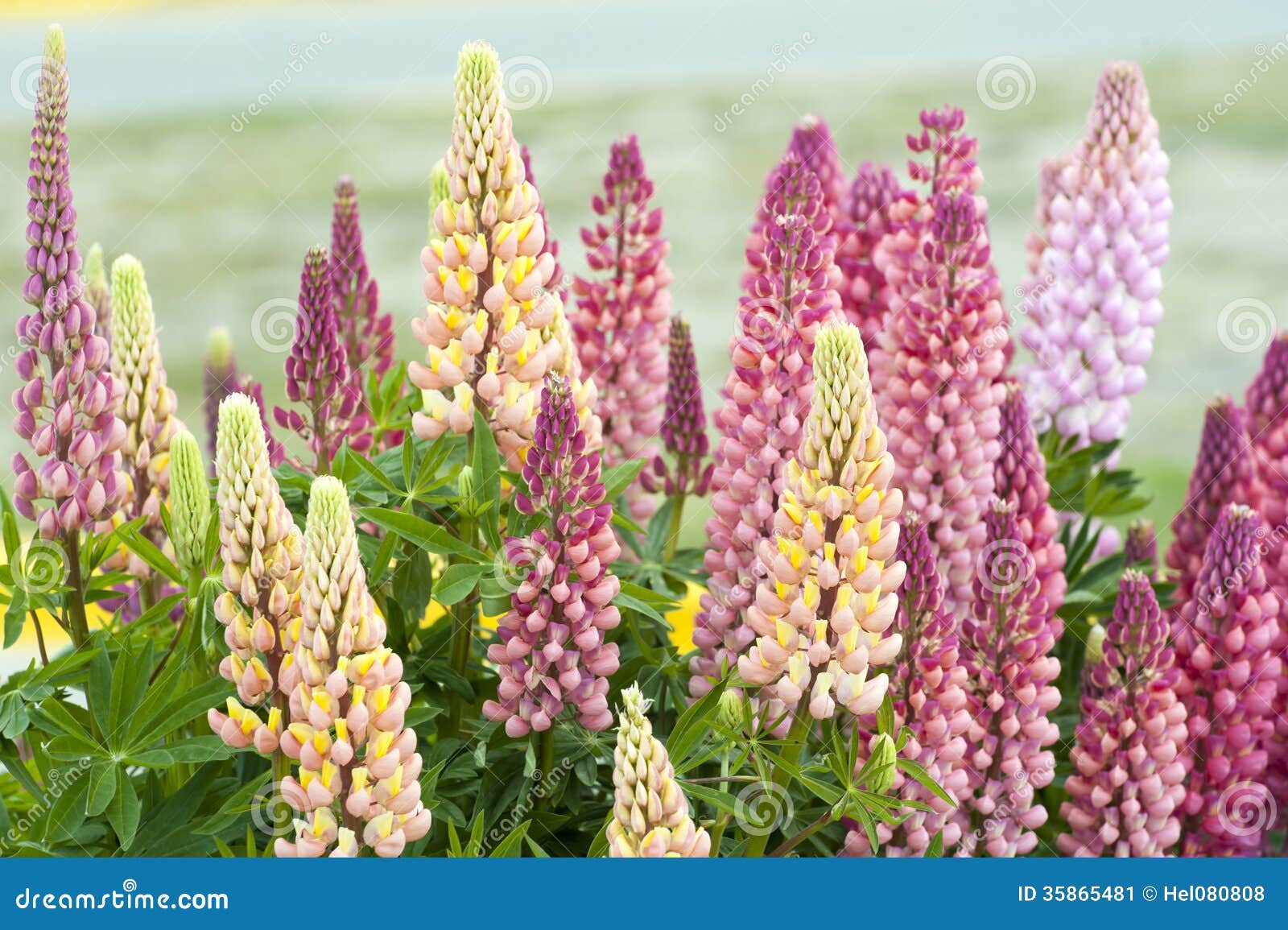 Lupines imagen de archivo. Imagen de flamante, lupinas - 35865481