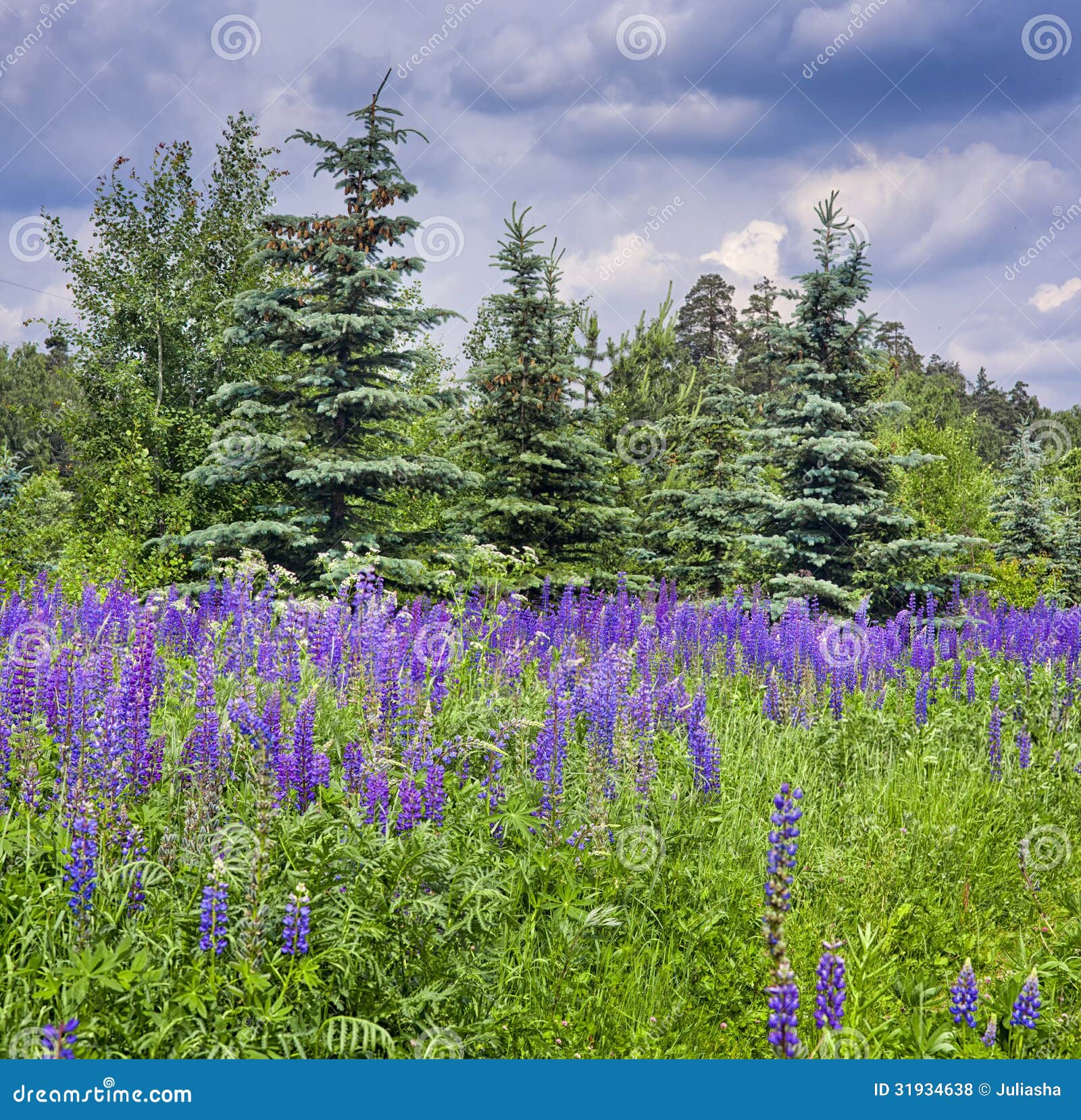 Lupines field stock photo. Image of cloudy, trees, landscape - 31934638