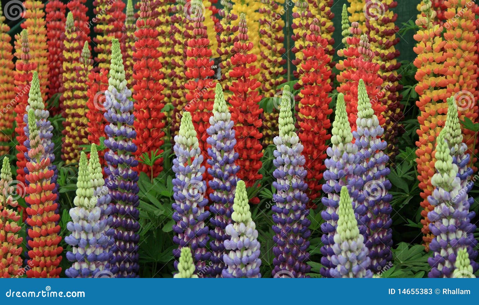 Lupins stock image. Image of plant, colour, lupin, purple - 14655383