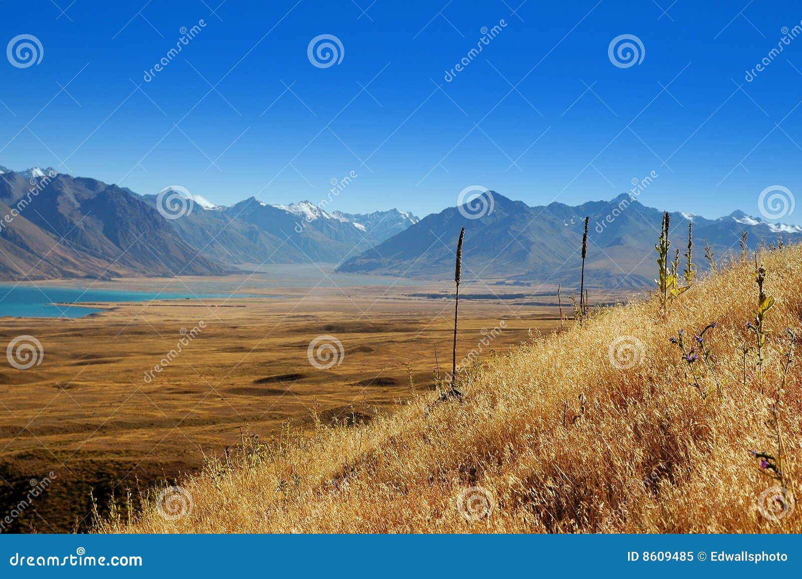 Lupins in the Mackenzie Country Stock Image - Image of tekapo, zealand ...