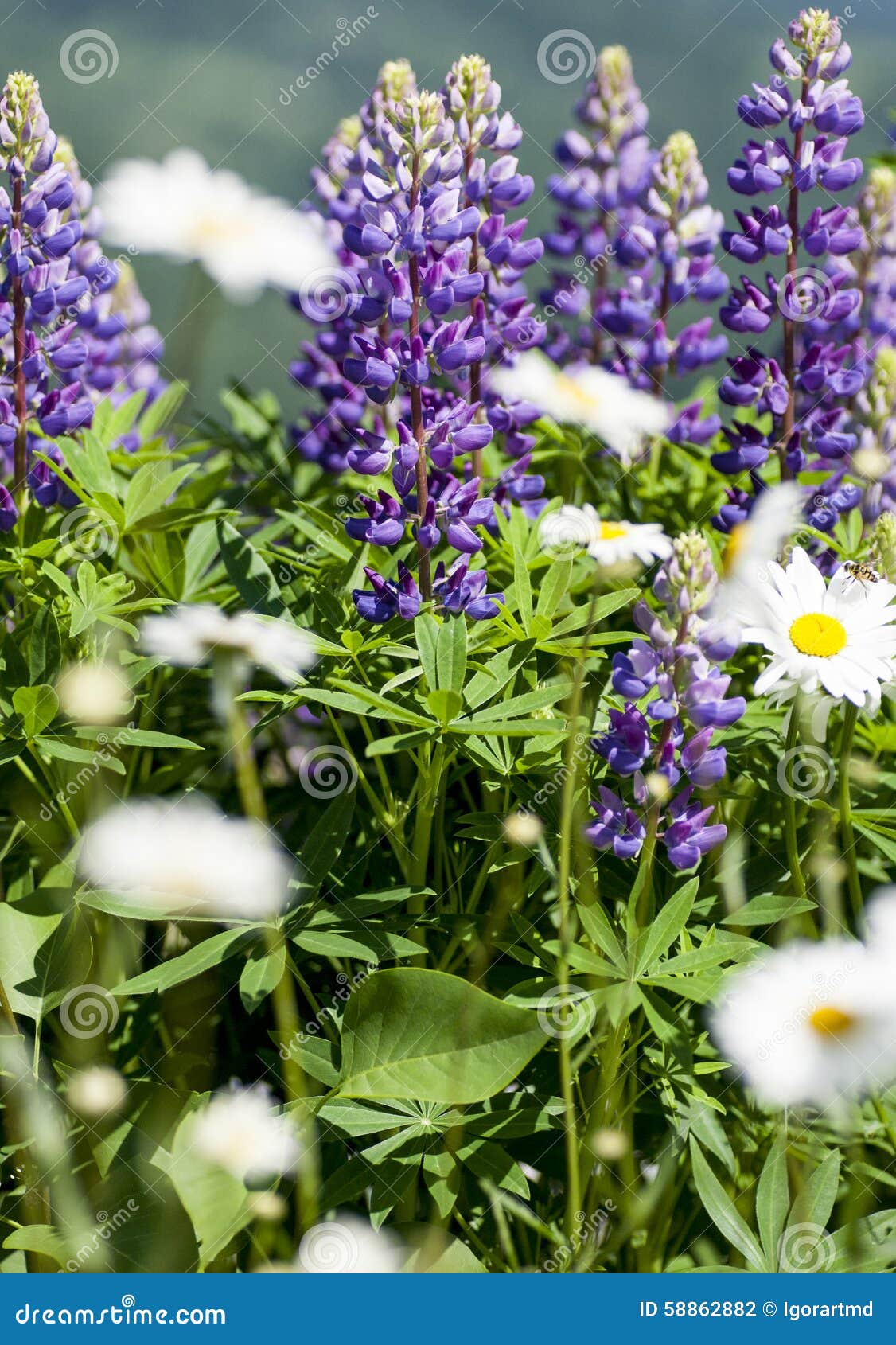 Lupinus stock photo. Image of blossom, flora, color, botany - 58862882