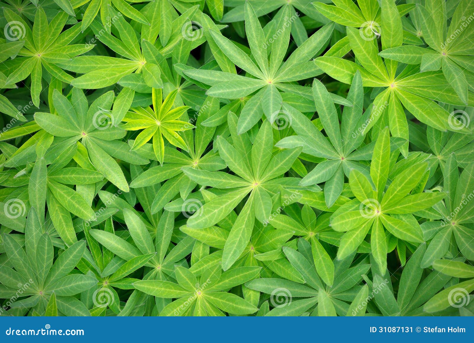 Lupinus leafs stock image. Image of herb, growing, green - 31087131