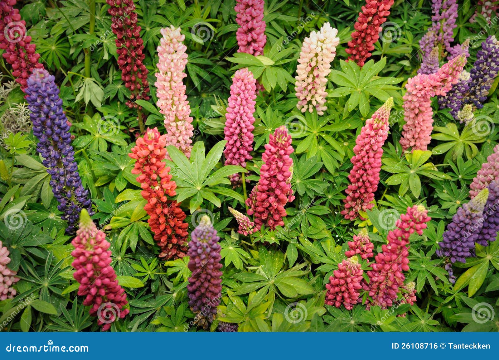 Lupinus polyphyllus hybrid stock photo. Image of legume - 26108716