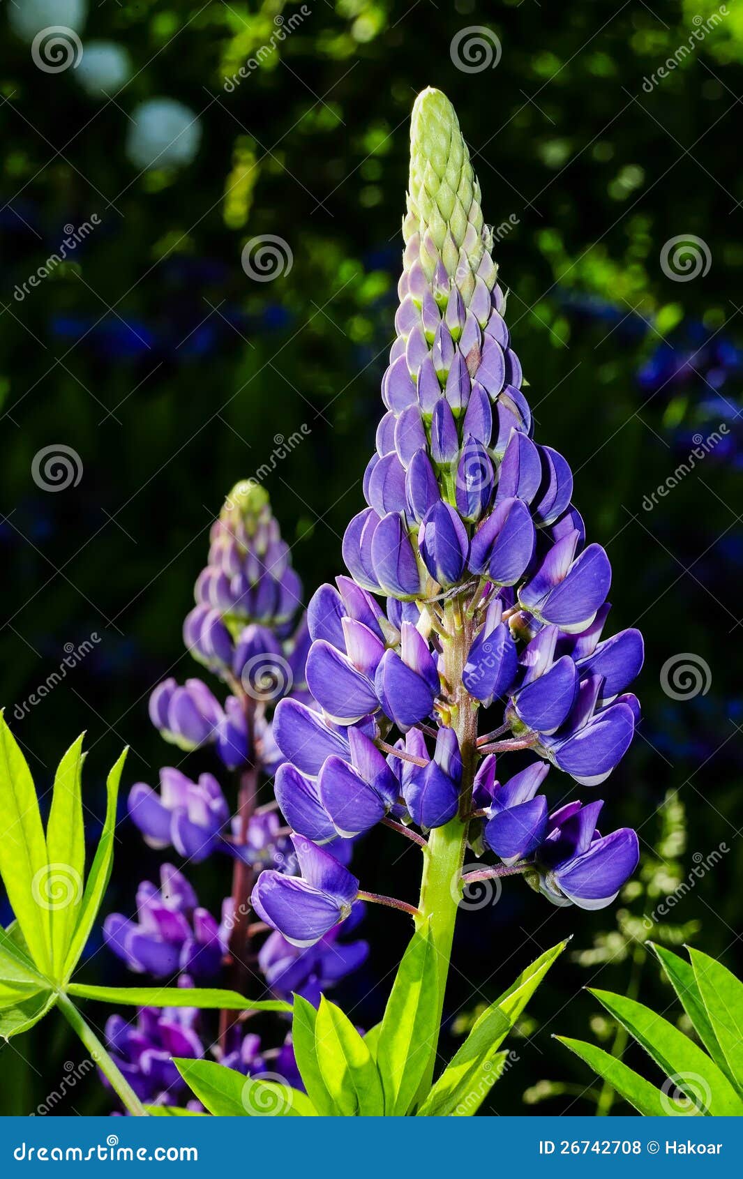 Lupinus Polyphyllus, Lupine Stock Photo - Image of nature, lupinus ...