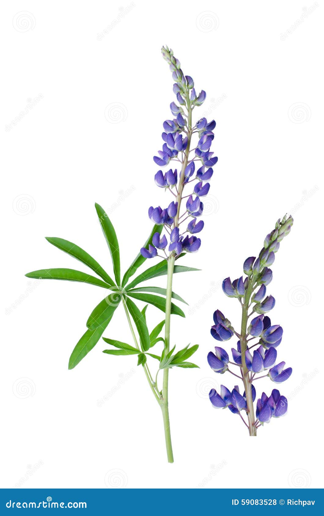 Lupinus polyphyllus stock photo. Image of blue, colorful - 59083528