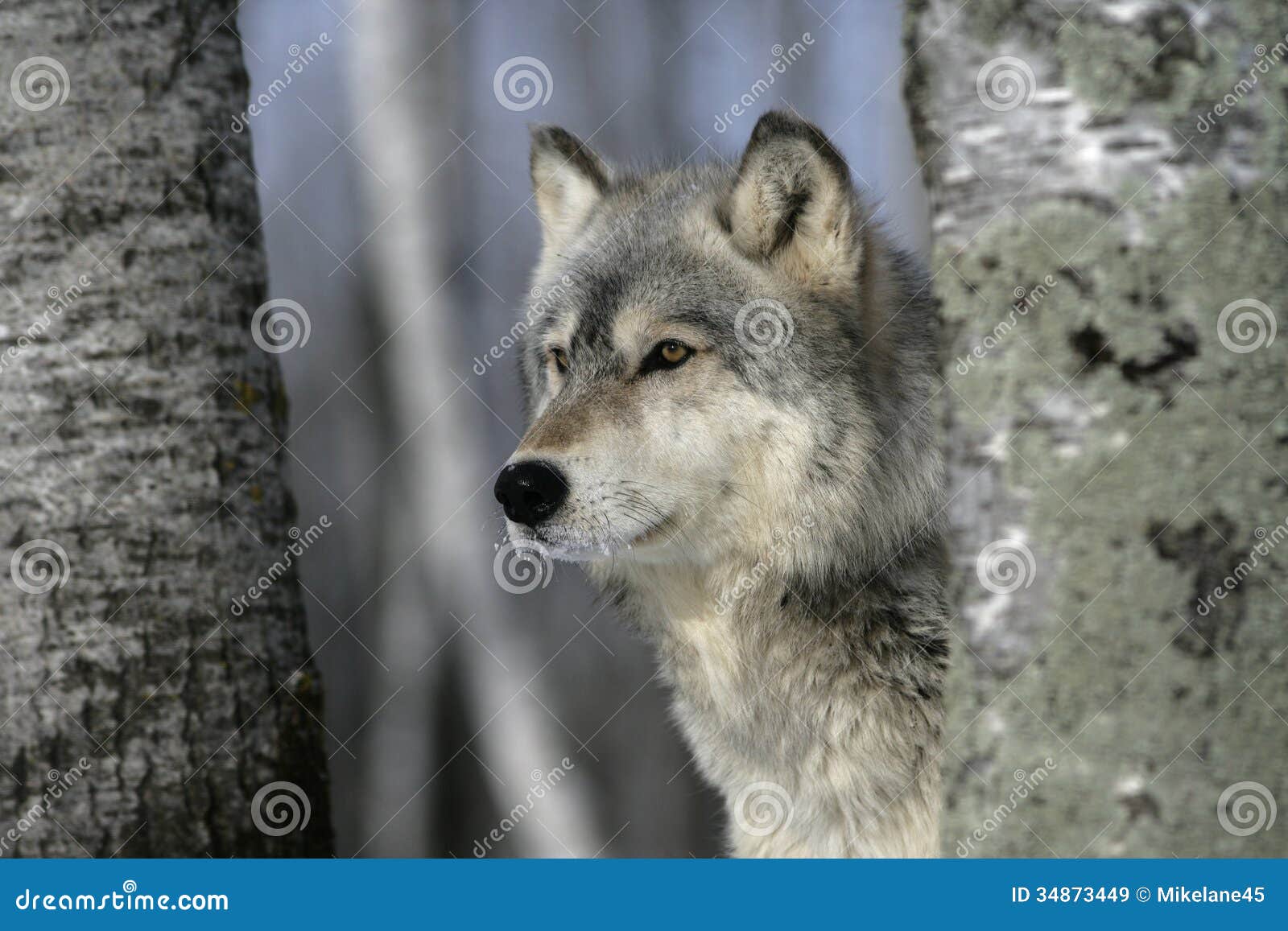 Lupo grigio, canis lupus immagine stock. Immagine di selvaggio - 34873449