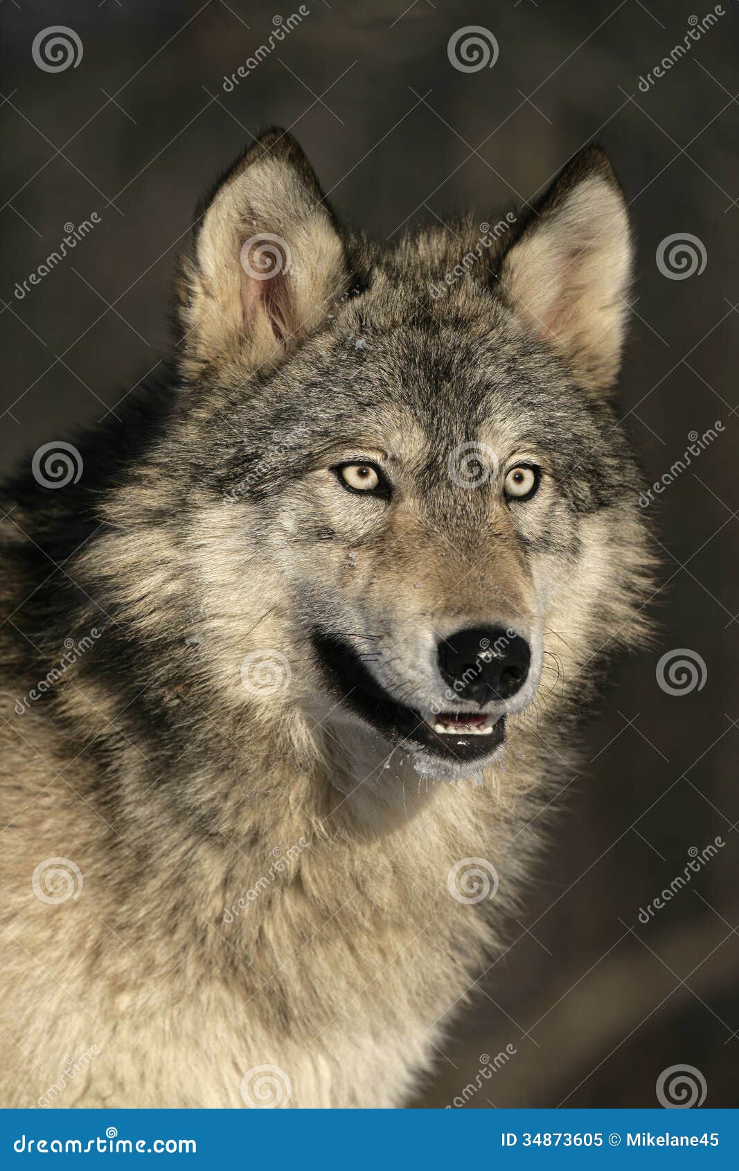 Lupo grigio, canis lupus immagine stock. Immagine di fauna - 34873605
