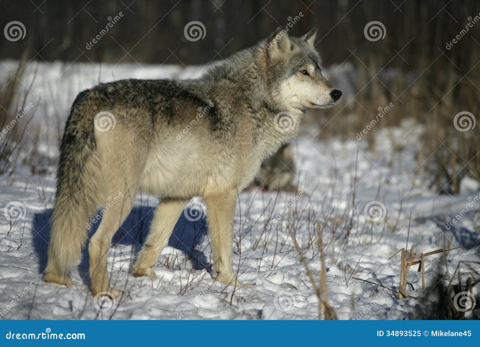 Lupo grigio, canis lupus immagine stock. Immagine di canino - 34893525